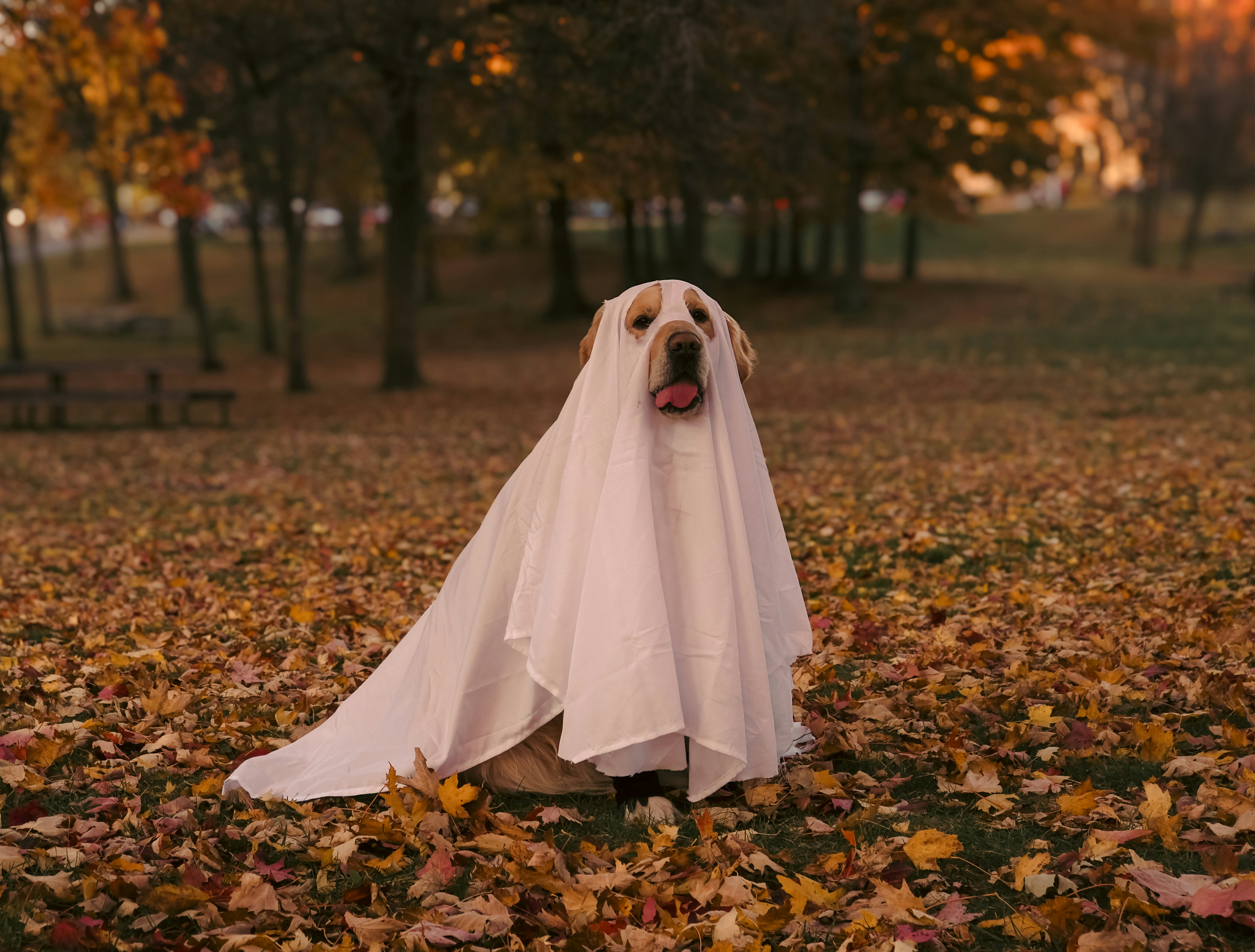 45,628+ Scary Dog Pictures | Download Free Images on Unsplash