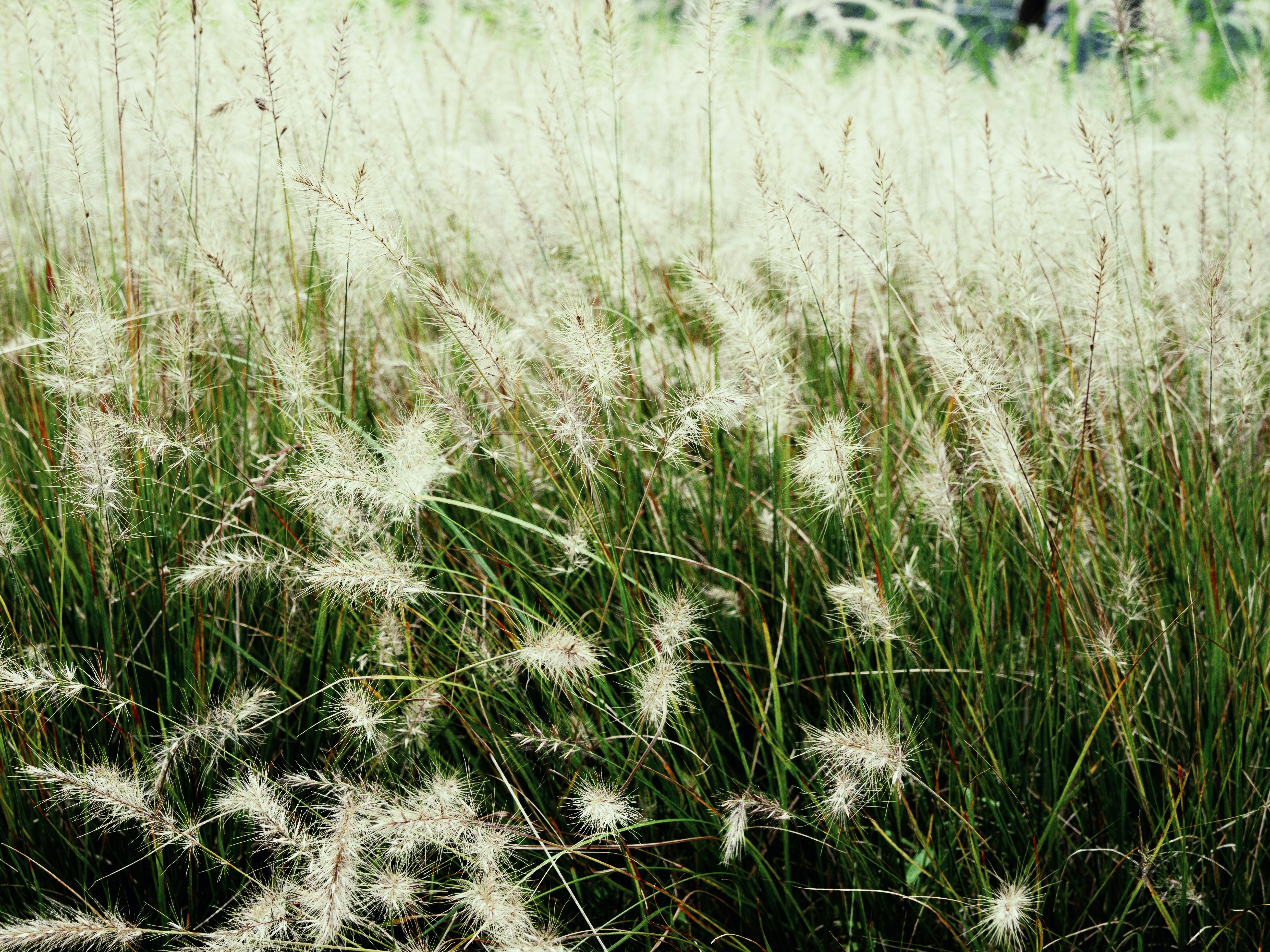 Photo by Declan Sun with OM System OM-1 Mark II