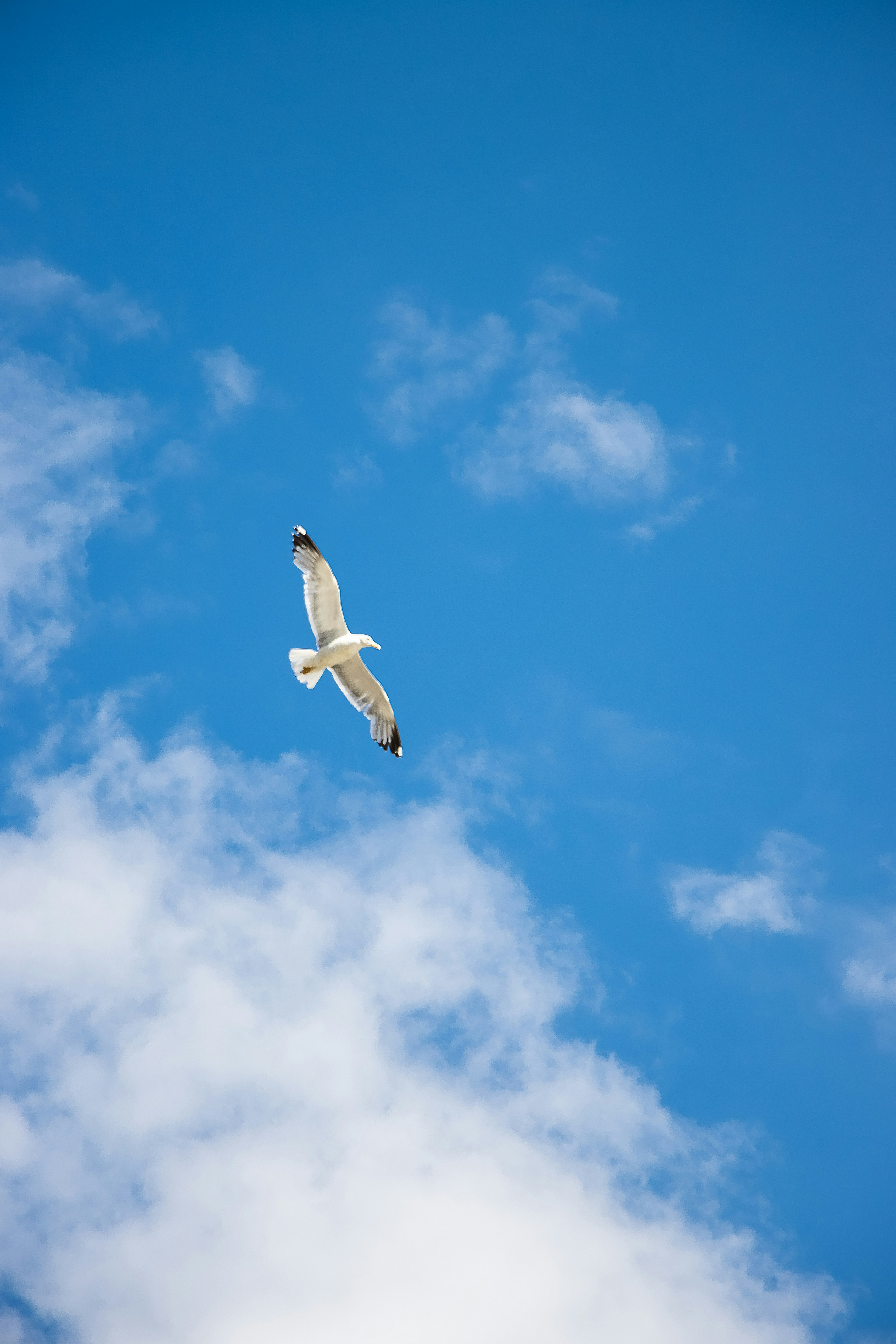 Cielo Nubes Animales
