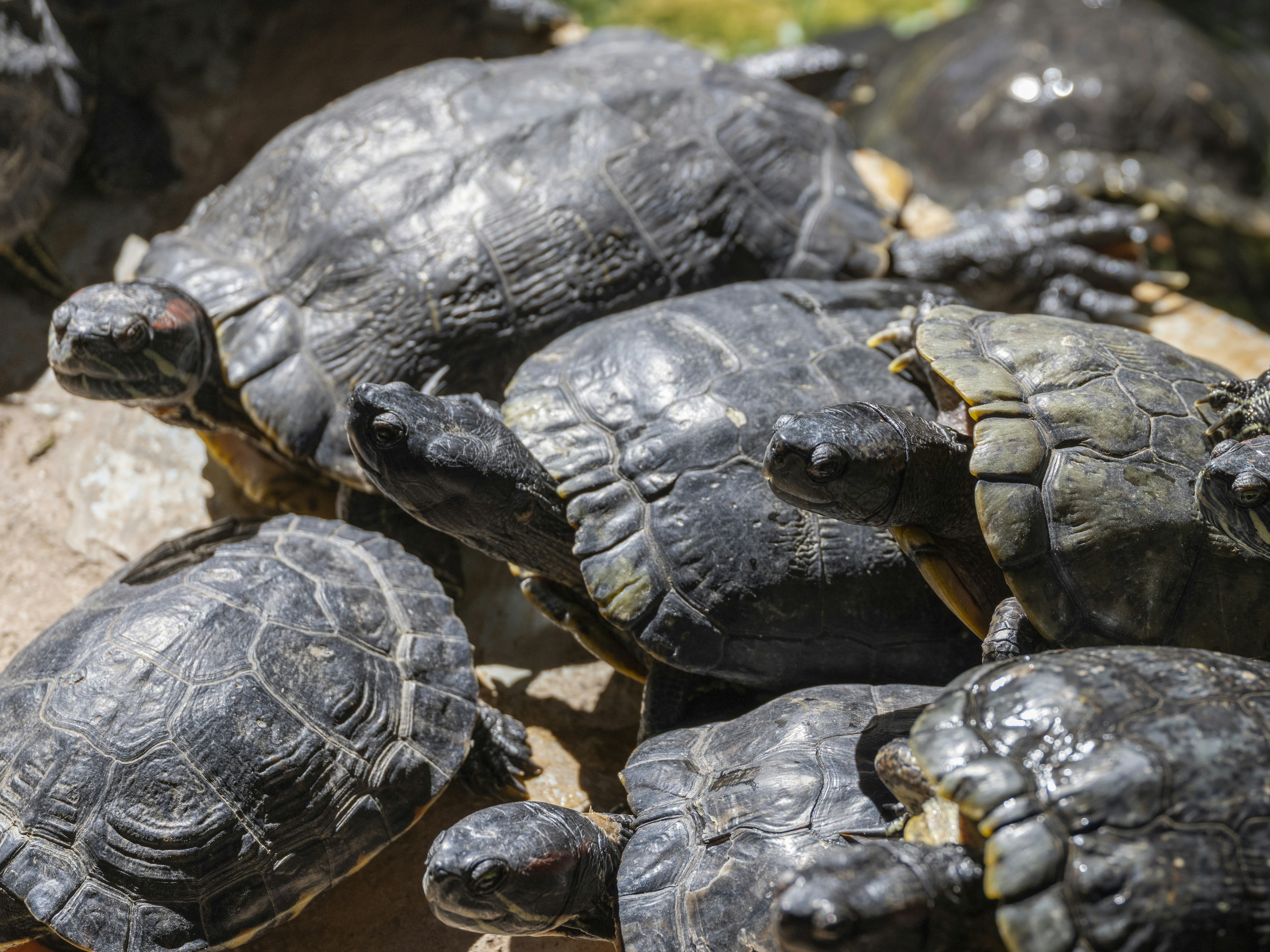 A group of turtles sitting on top of a tree stump photo – Free Animal ...