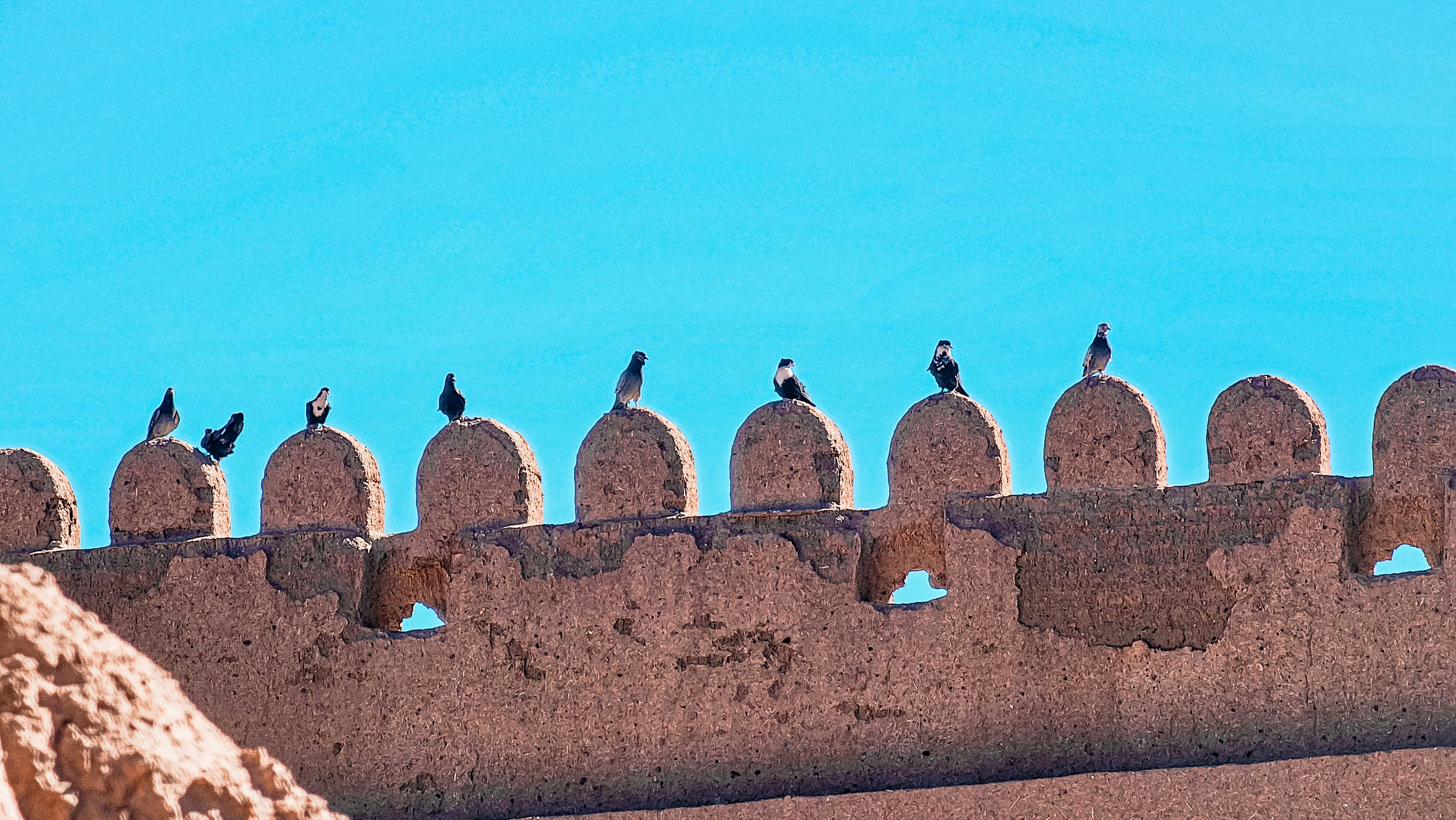 A flock of birds sitting on top of a stone wall photo – Free Kerman ...