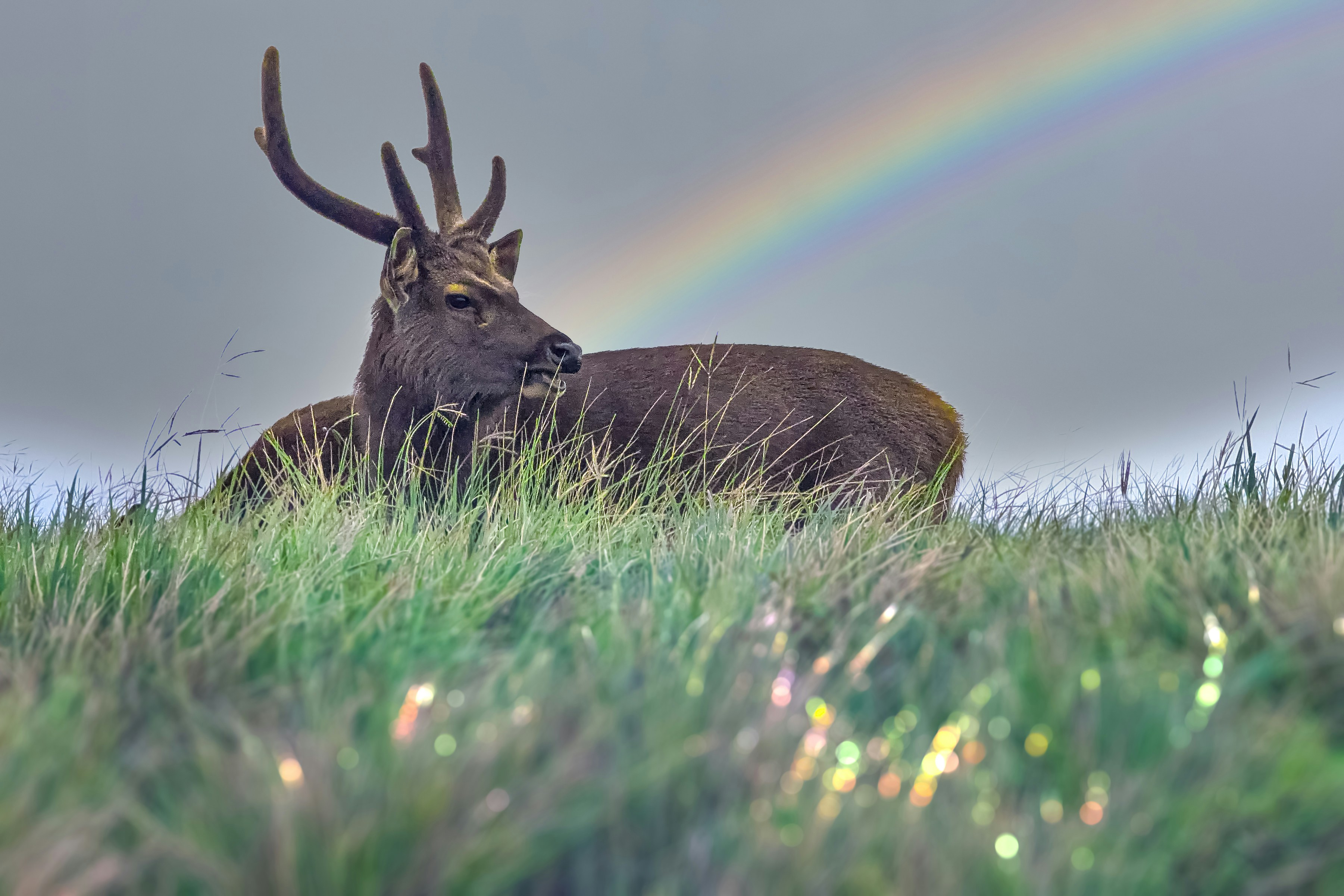 Rainbow Rest on the Ridge: A Stately Elk Beneath an Arching Sky