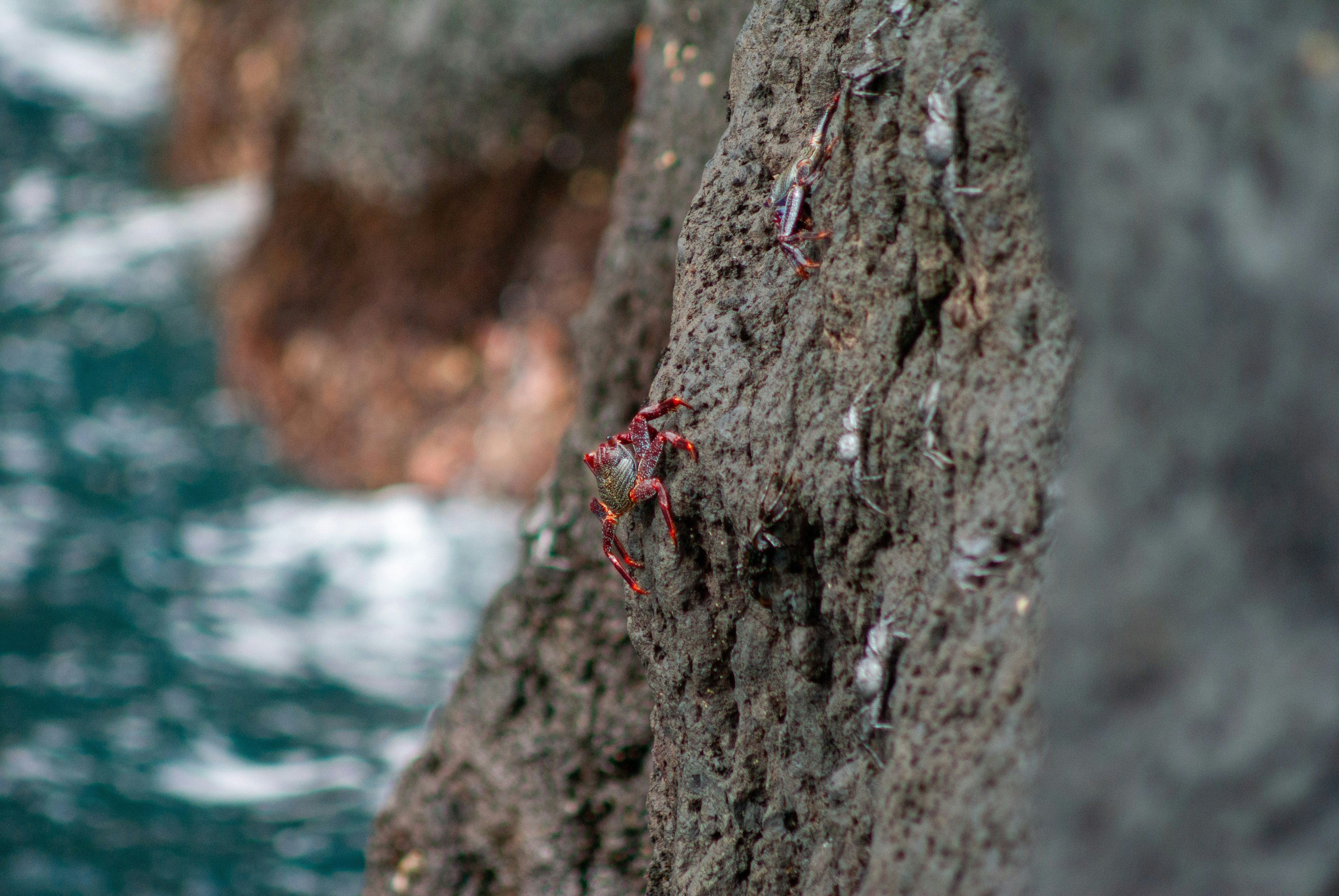 Small crimson crab clings to a rugged rock face beside turquoise water.