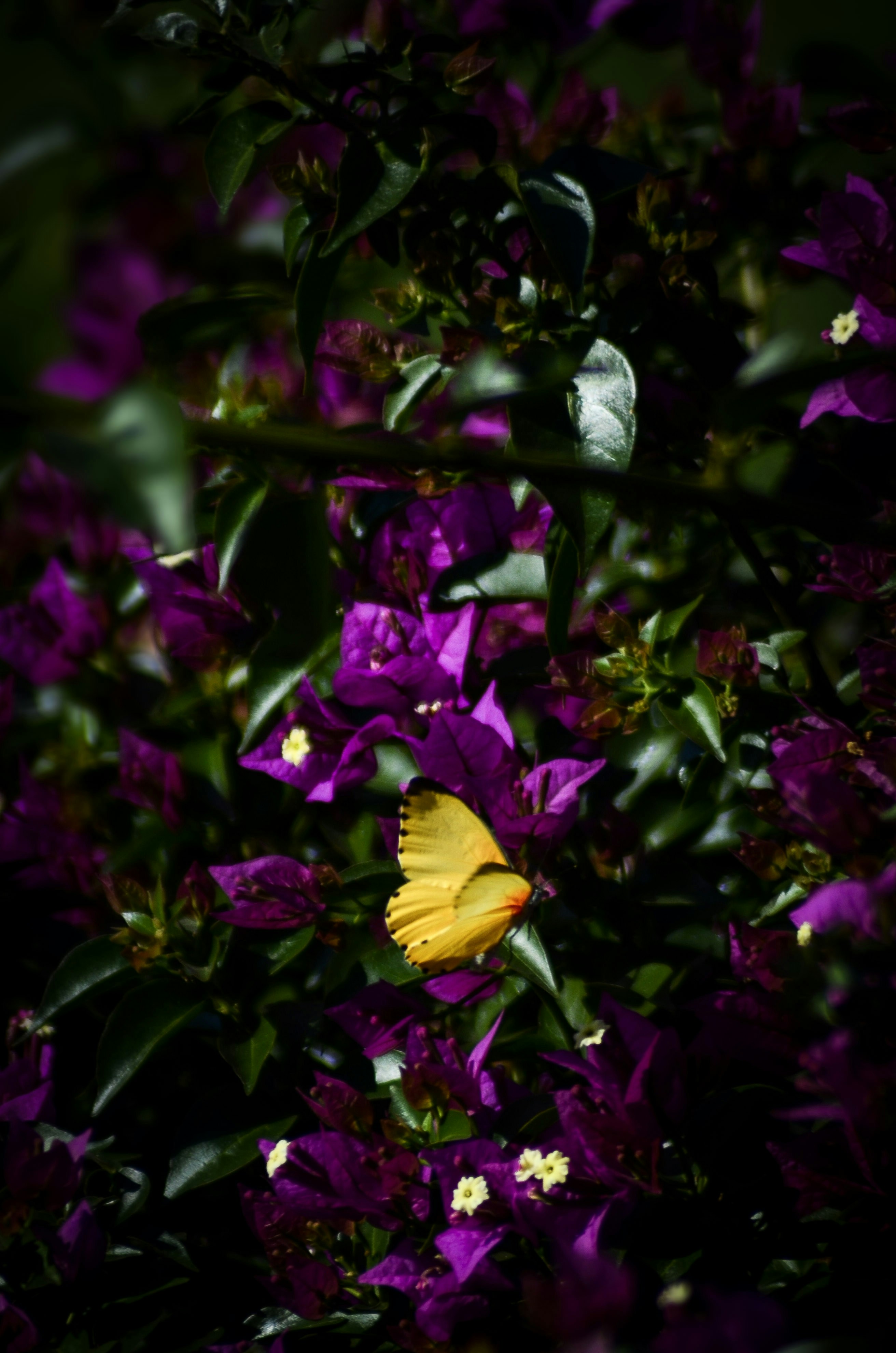 Gold-Wing Among Velvet Purple: A Butterfly Amid Bougainvillea