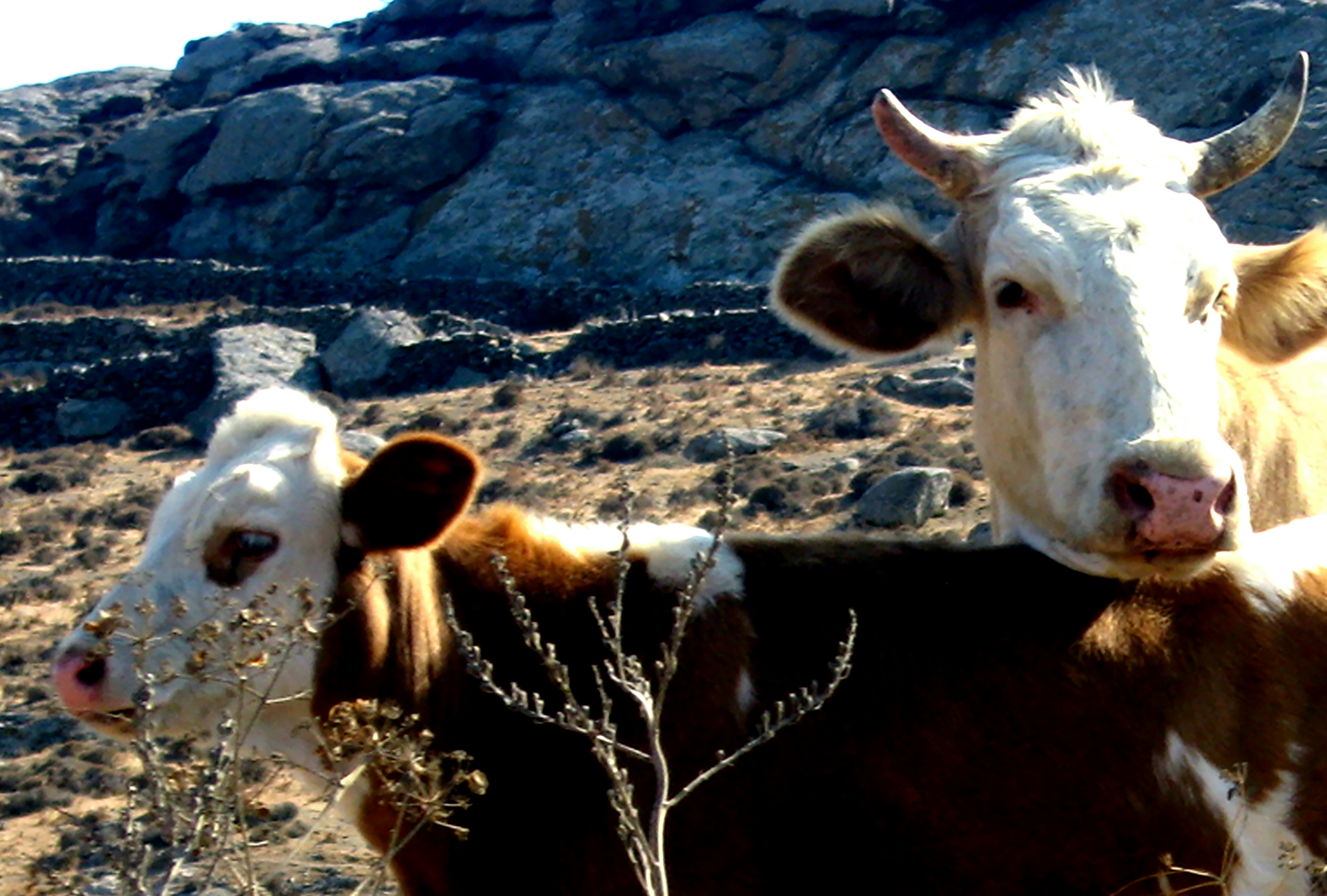 Two Cattle at the Edge of a Rocky Hill