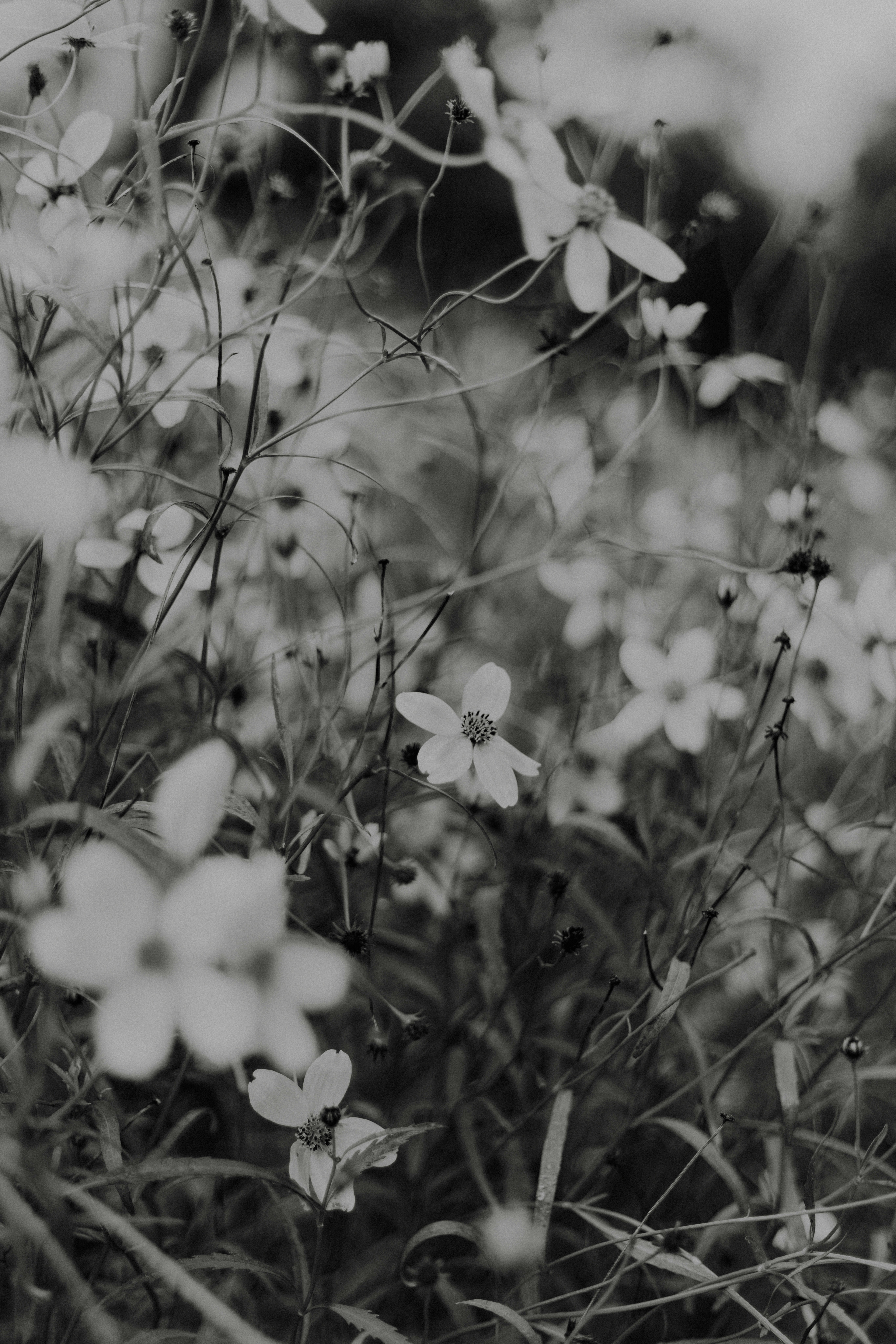 A black and white photo of some flowers photo – Free Flowers Image on ...