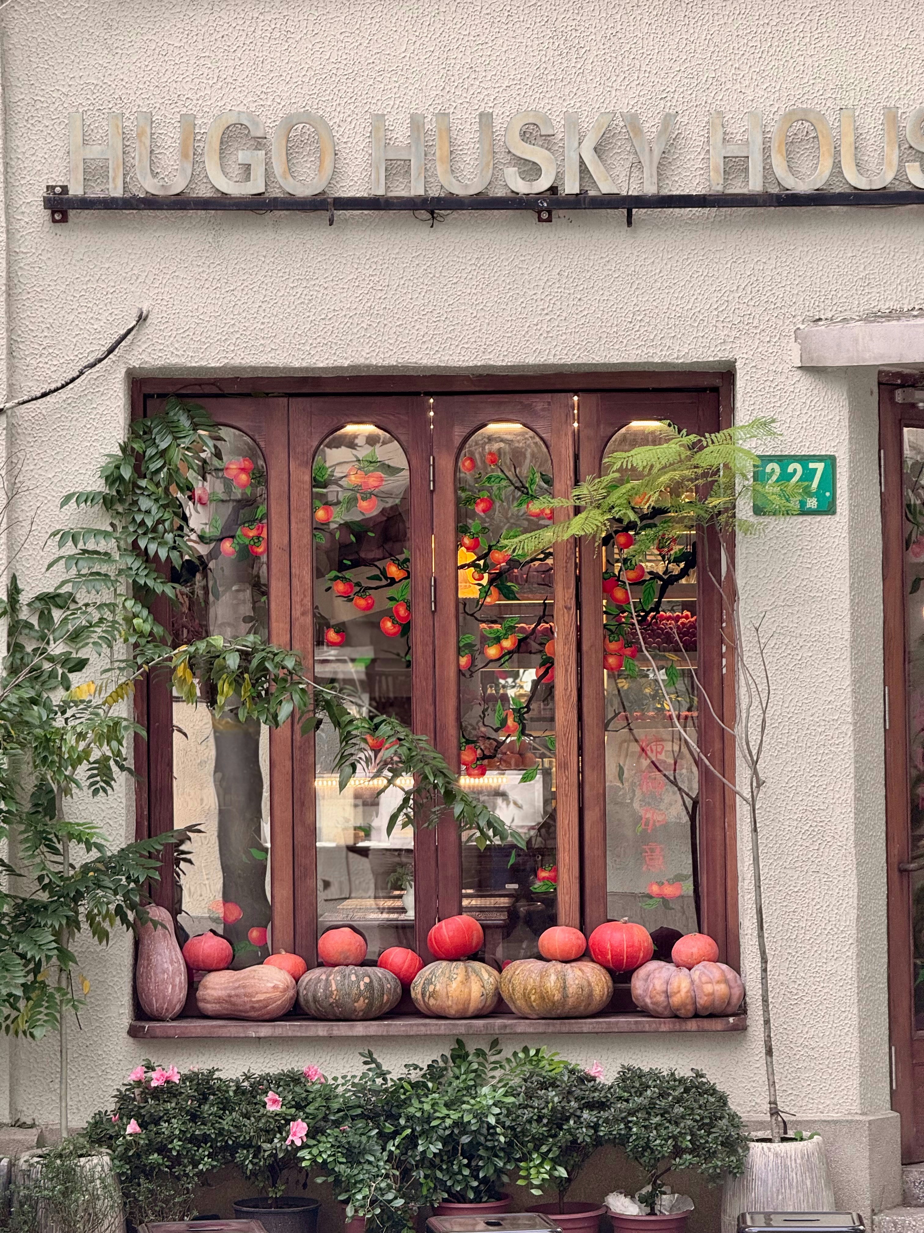 Pumpkins Parade Across a Quaint Storefront Window Under the Hugo Husky House Sign