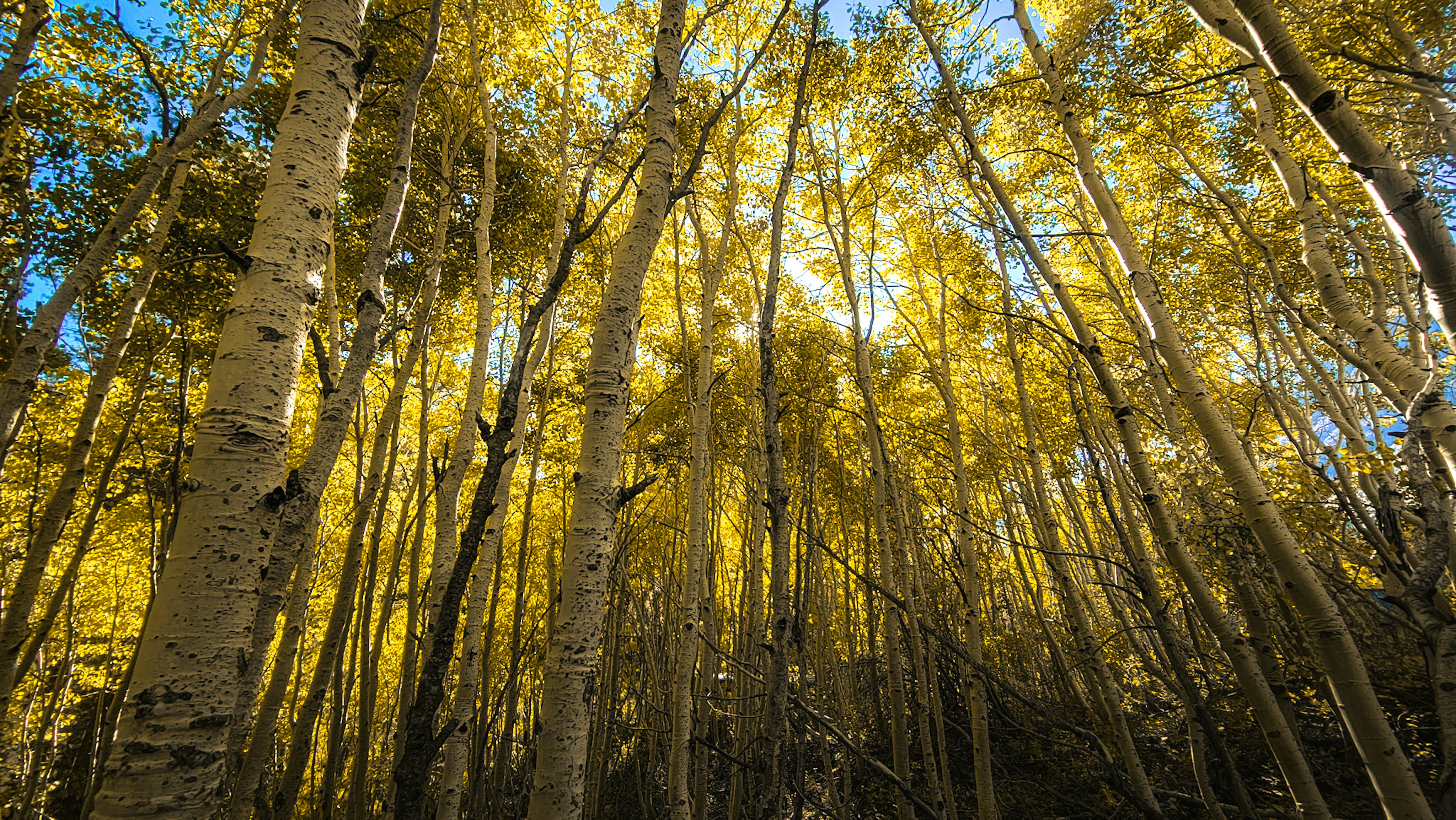 A forest filled with lots of tall trees photo – Free Autumn Image on ...