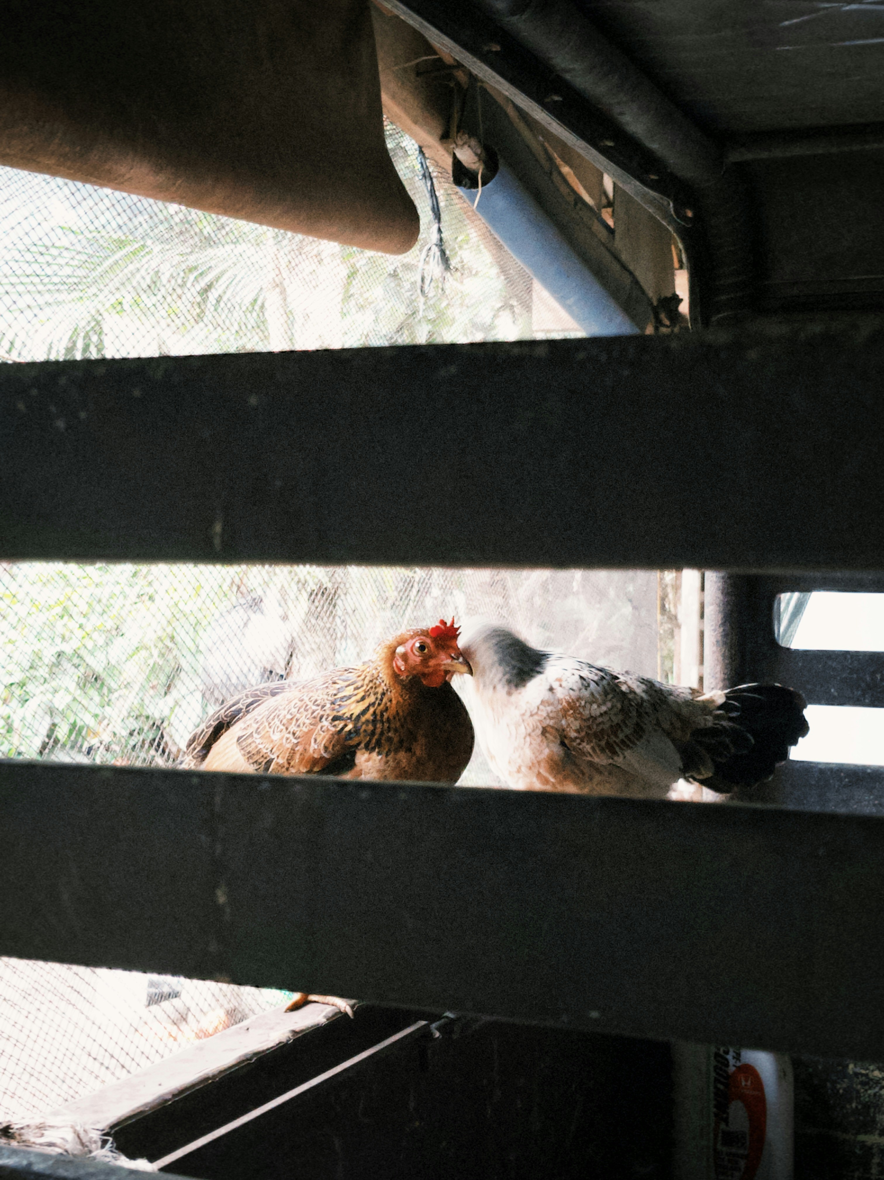 Under the Slats: Two Chickens Share a Quiet Moment in a Coop