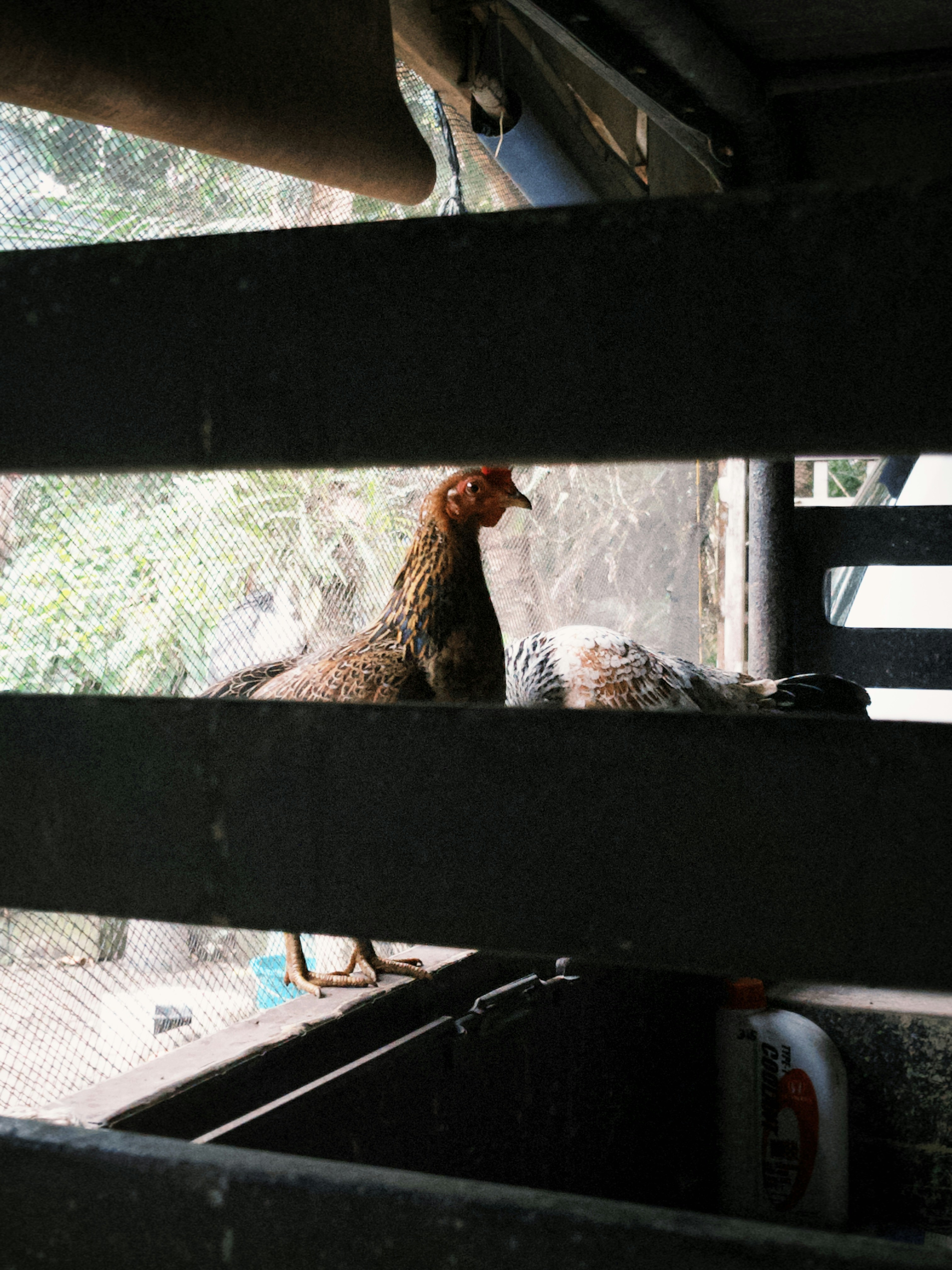Through the Slats: A Hen's Quiet Vigil