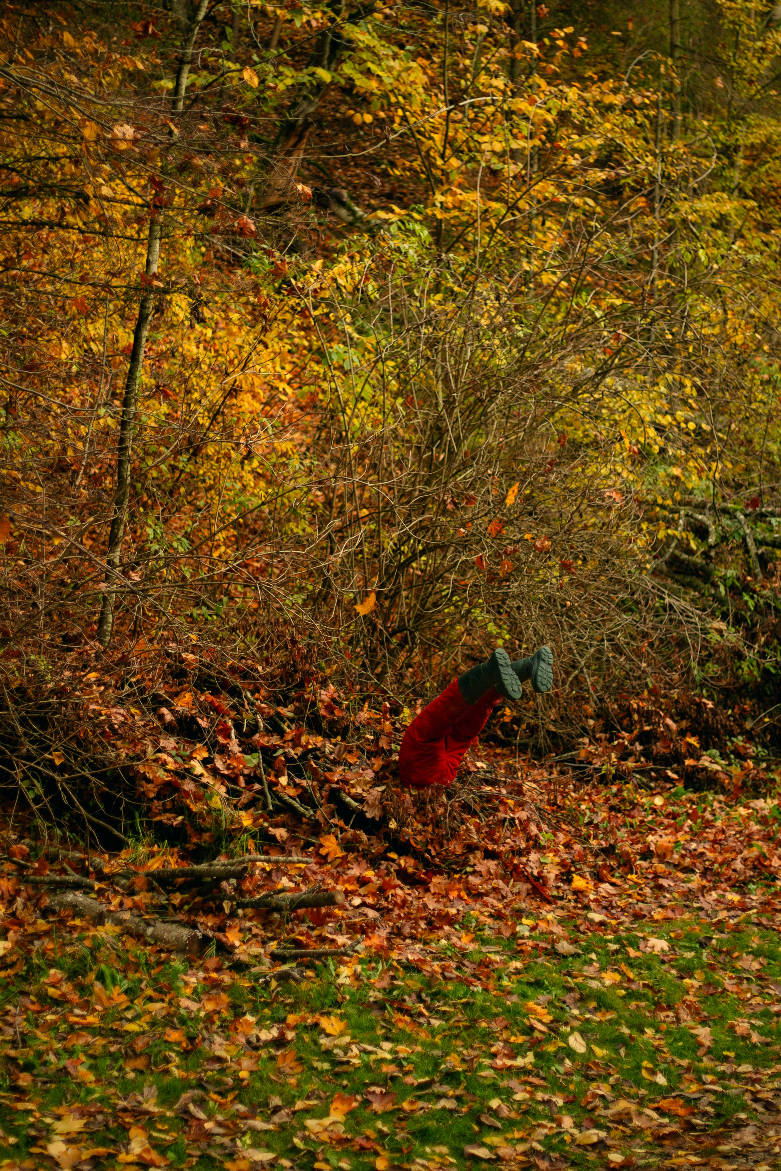 Autumn Woods Reveal: A Person Mid-Tumble Beneath Leaf-Laden Branches