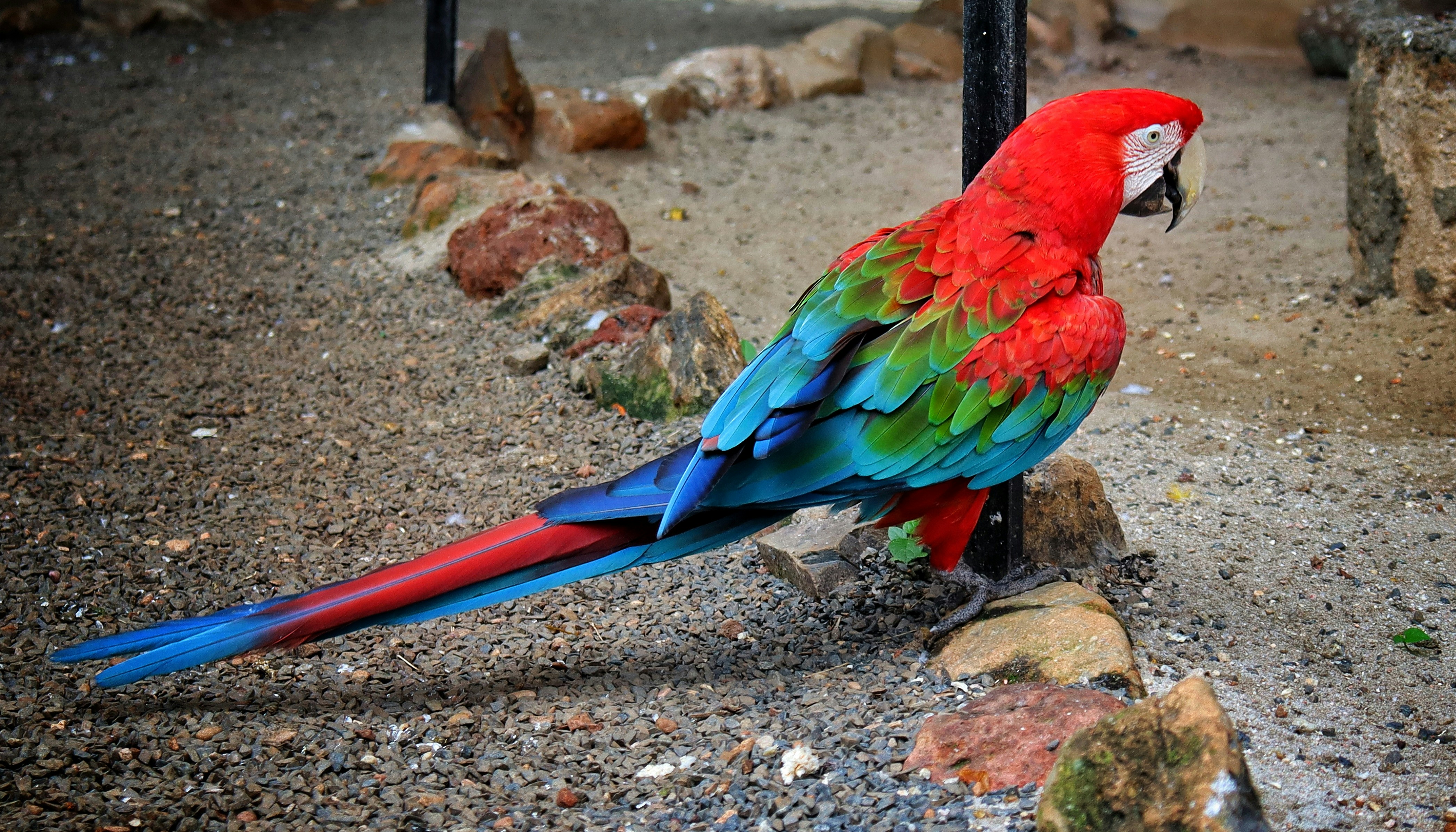 A colorful macaw perched on the ground, showcasing its striking red, blue, and green feathers against a textured background of pebbles and rocks.