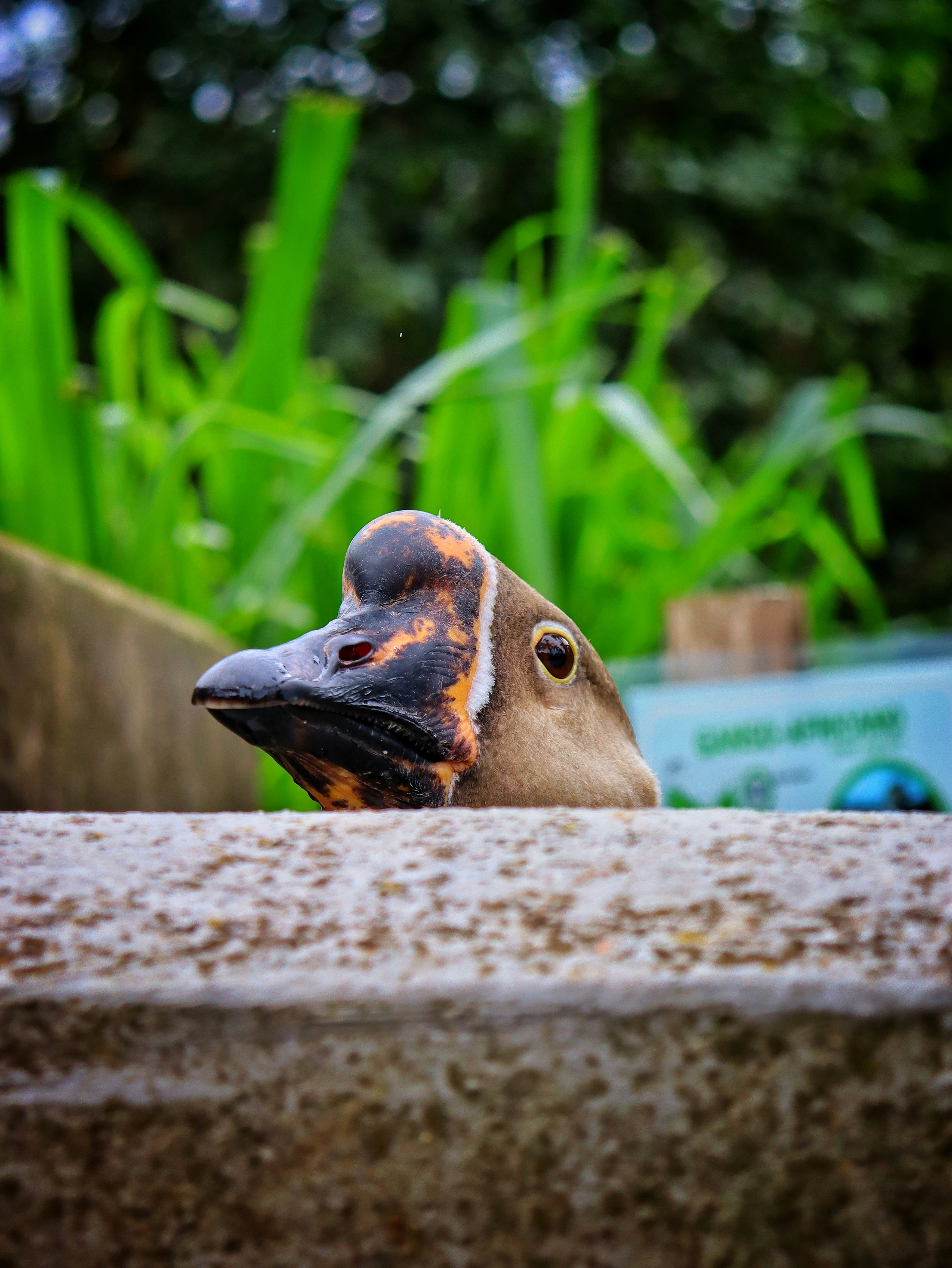 Duck's Head Peering Over a Weathered Ledge Against a Vivid Green Backdrop