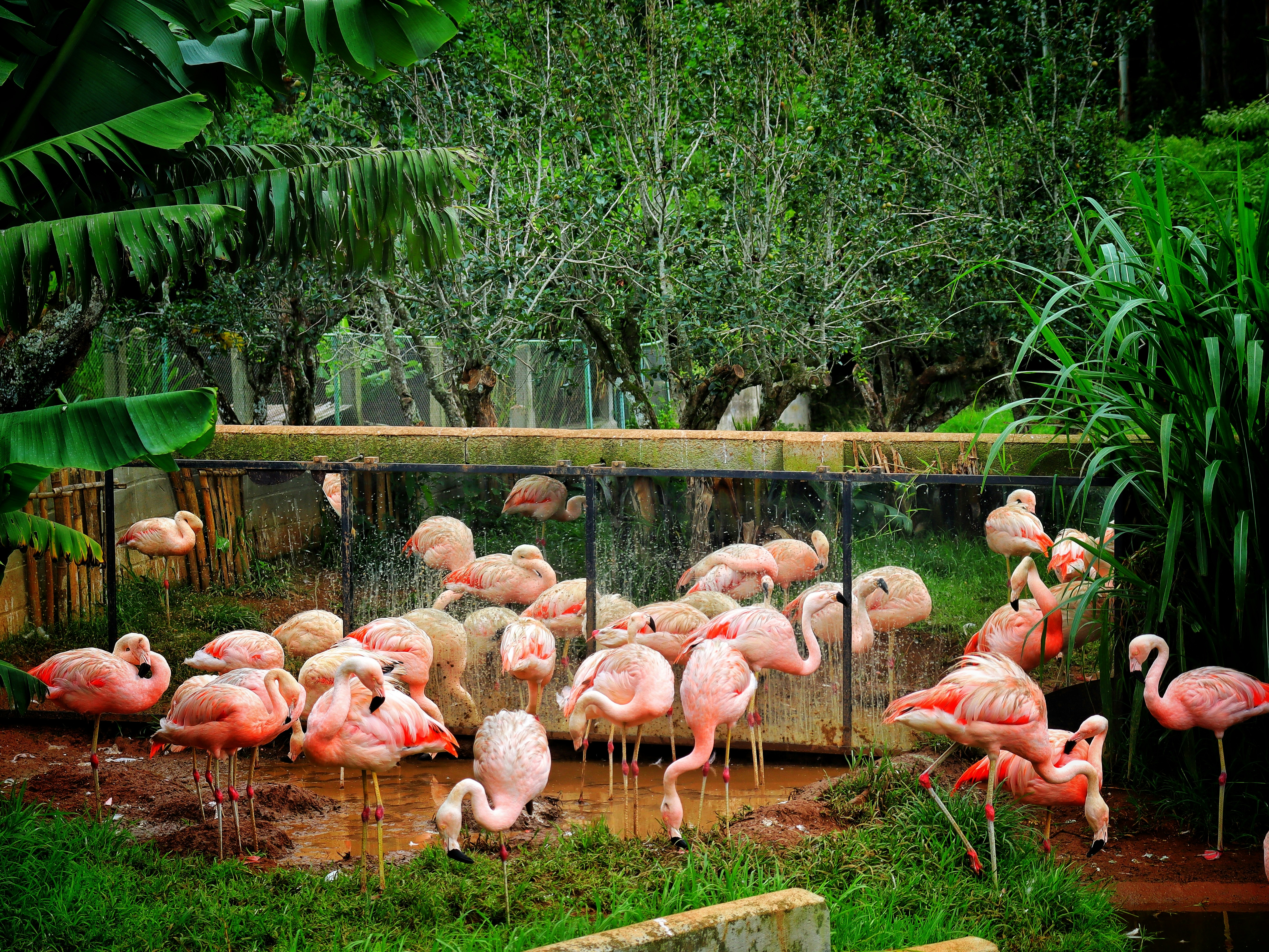 A Group Of Pink Flamingos In A Zoo Enclosure Photo Free Phone Image