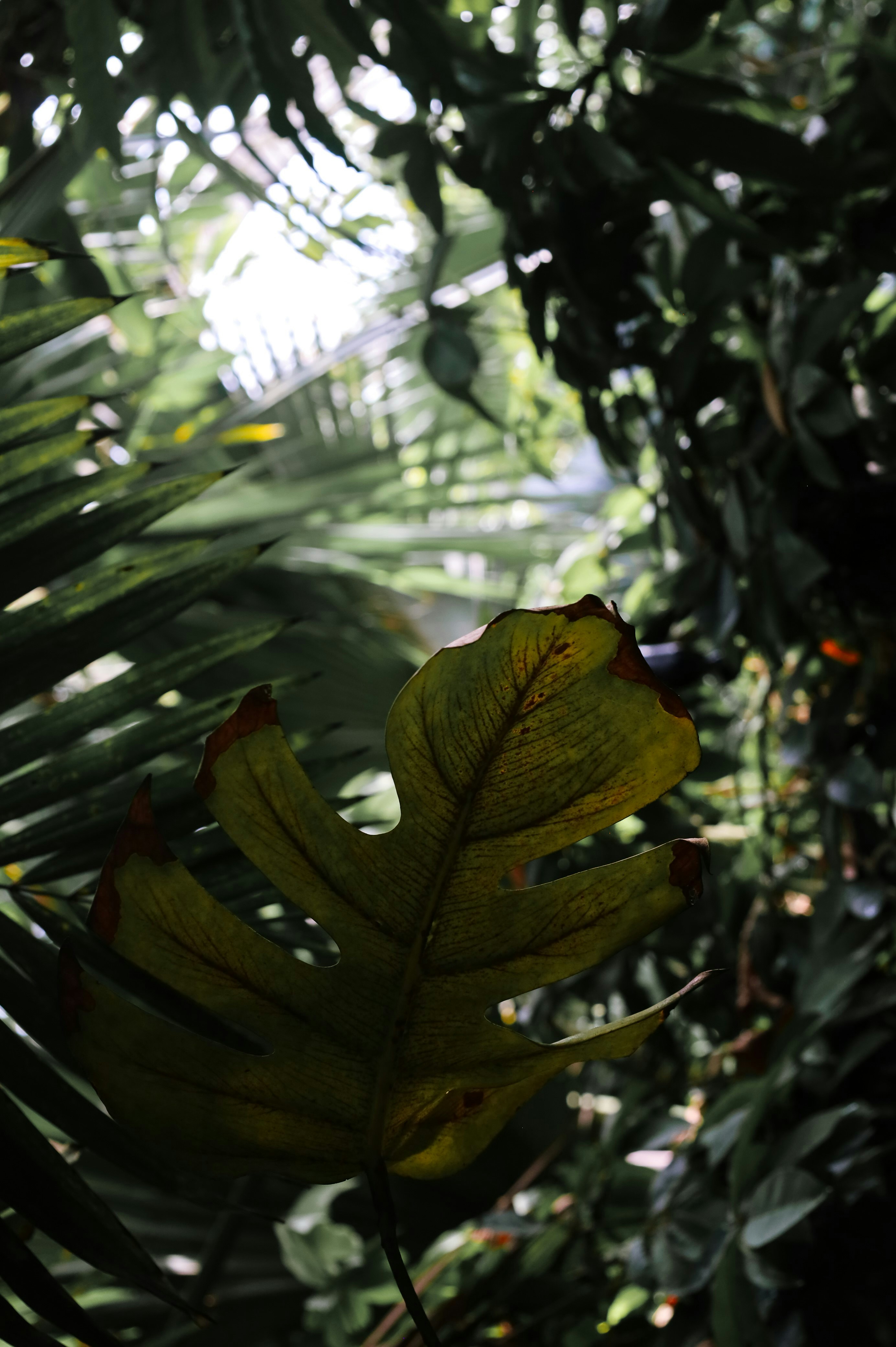 Verdant Spotlight: A Lone Banana Leaf Reaches Through the Canopy