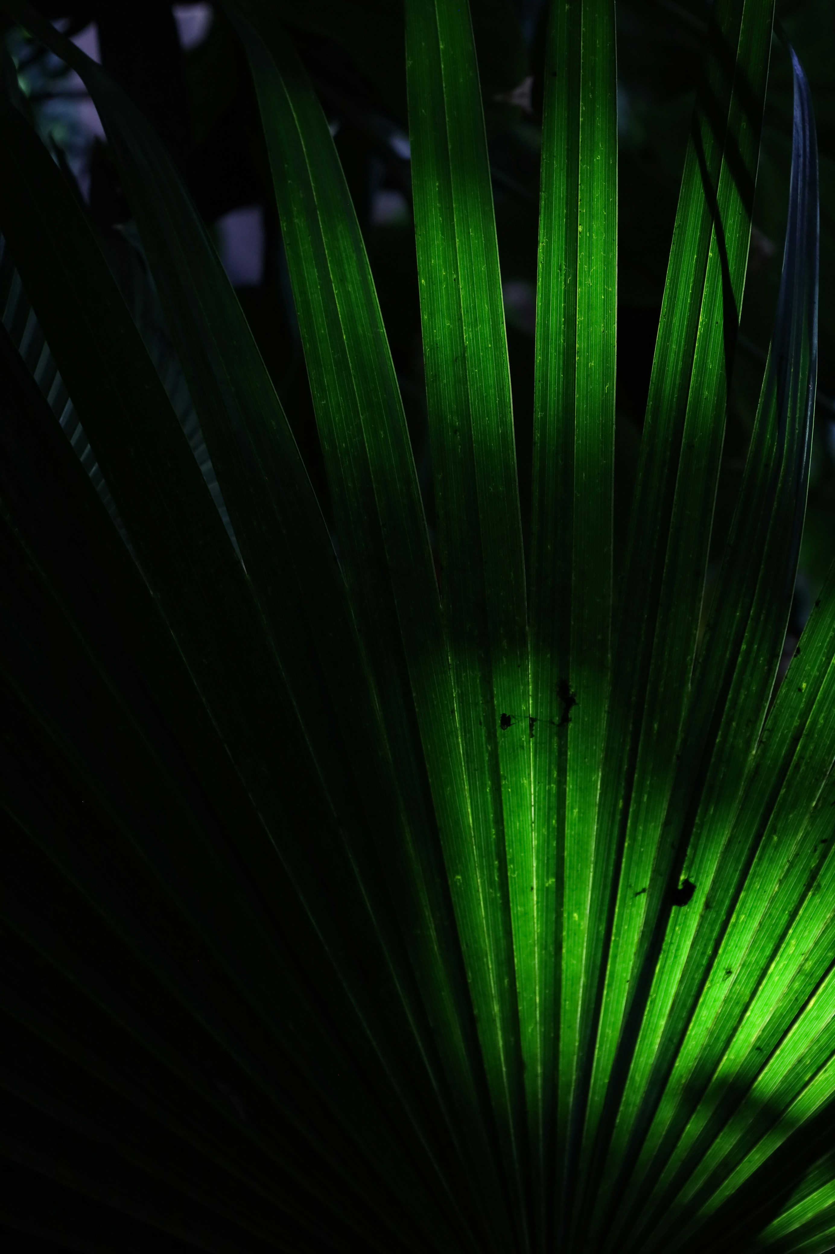 Luminous Palm Fronds in Velvet Shadow