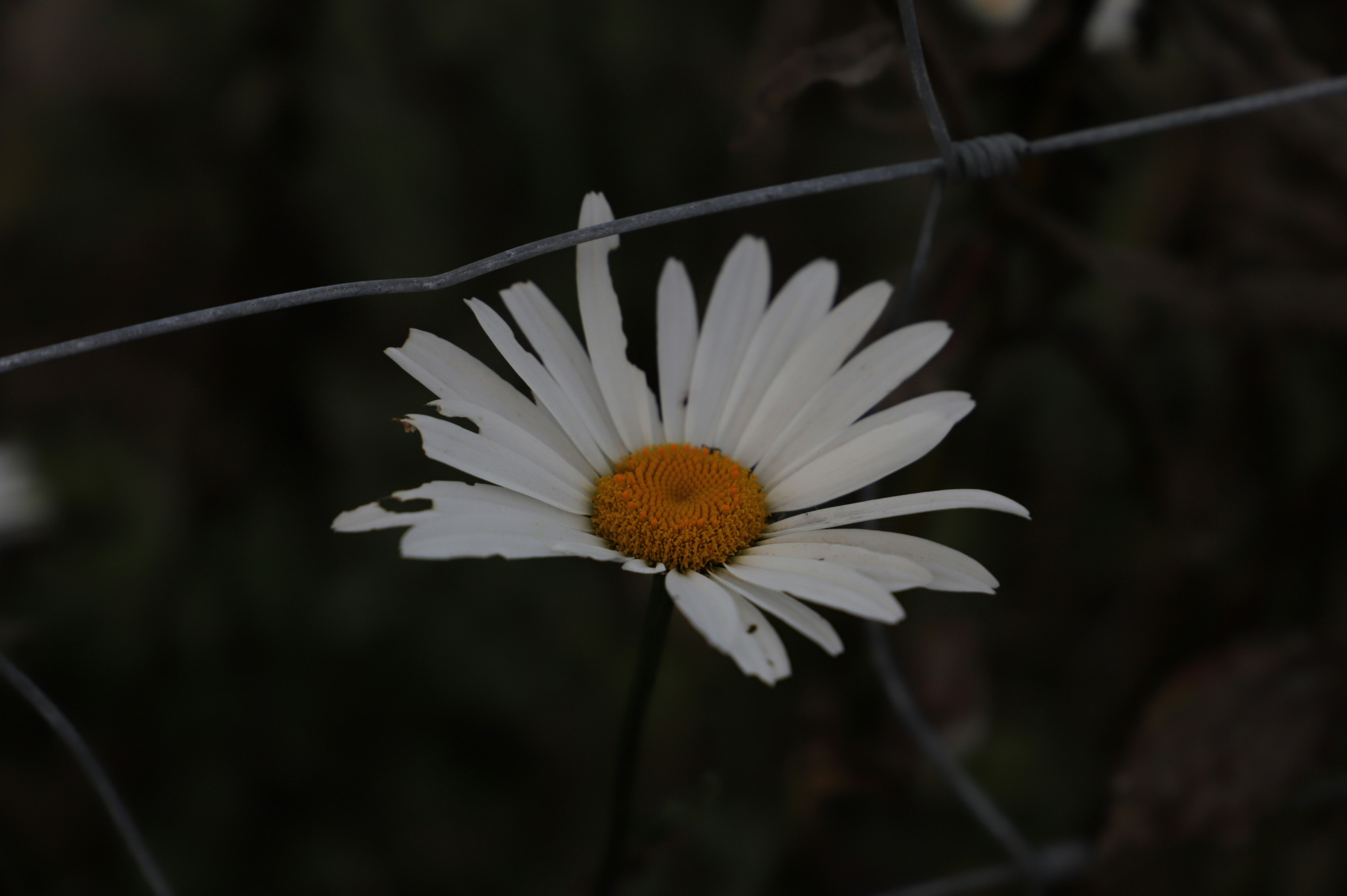 Solitary Daisy Amidst Resilience