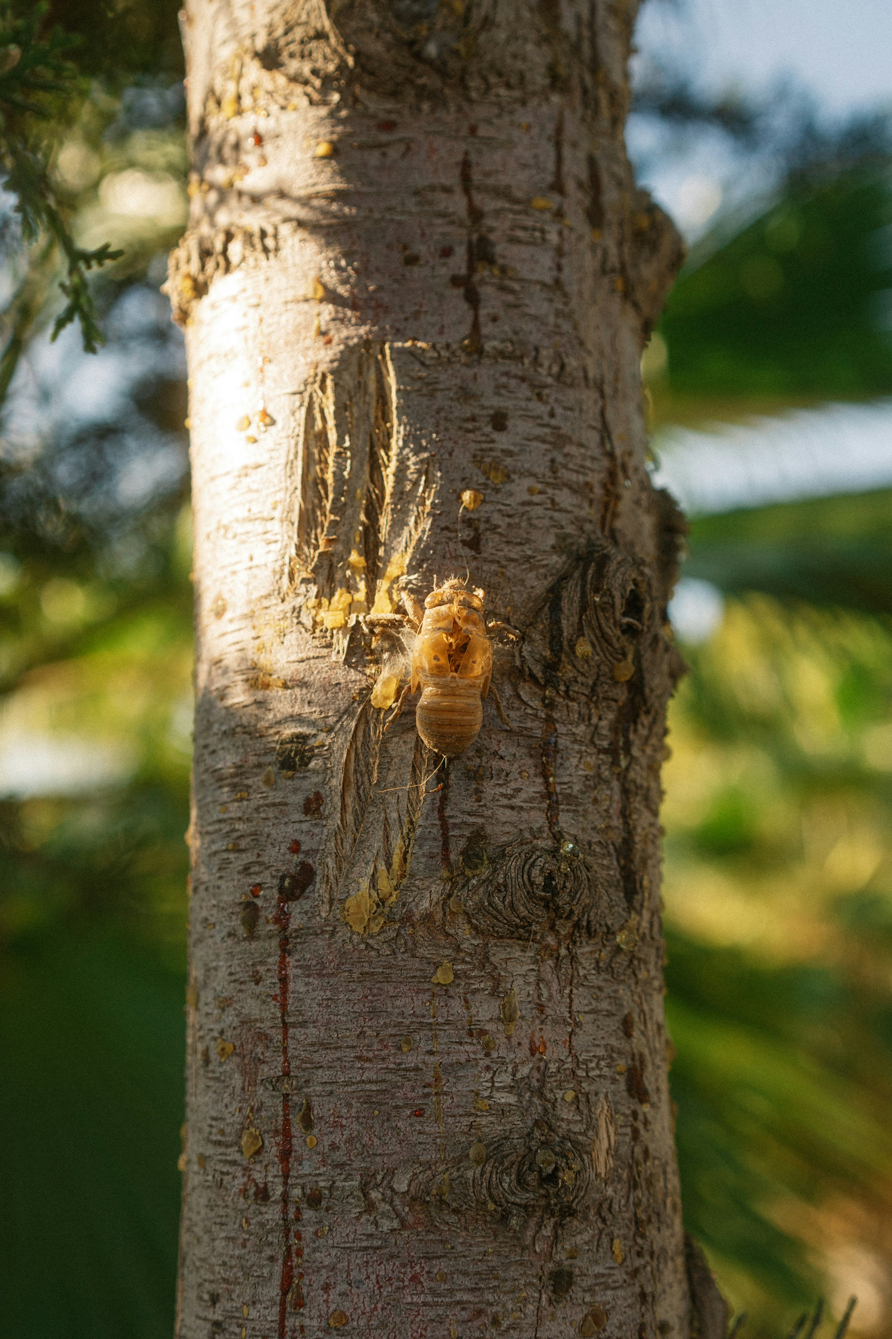 Tree Bark Reveal: The Chrysalis of a Cicada