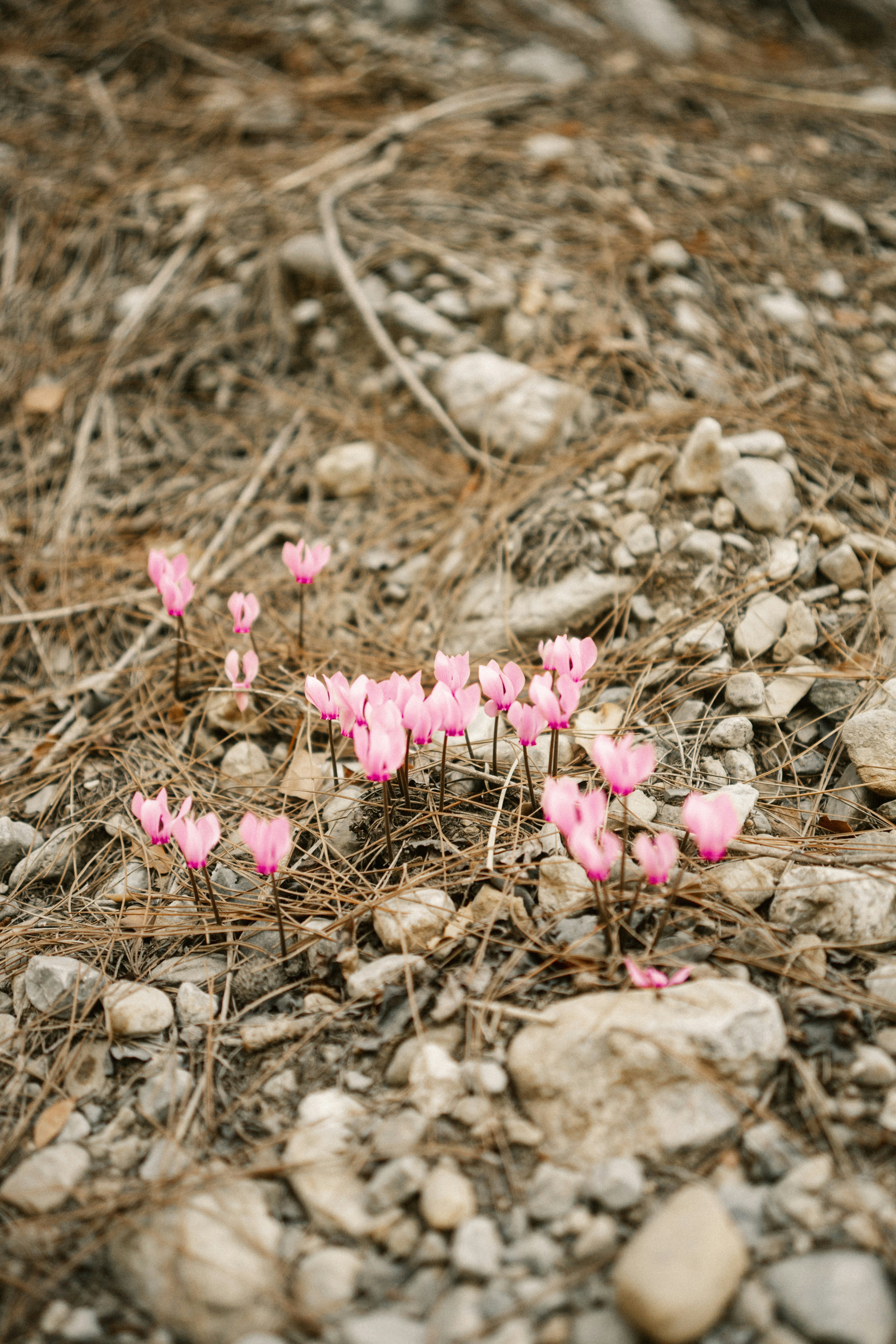 Petals in the Gravel: Pink Cyclamen Among Rocky Soil