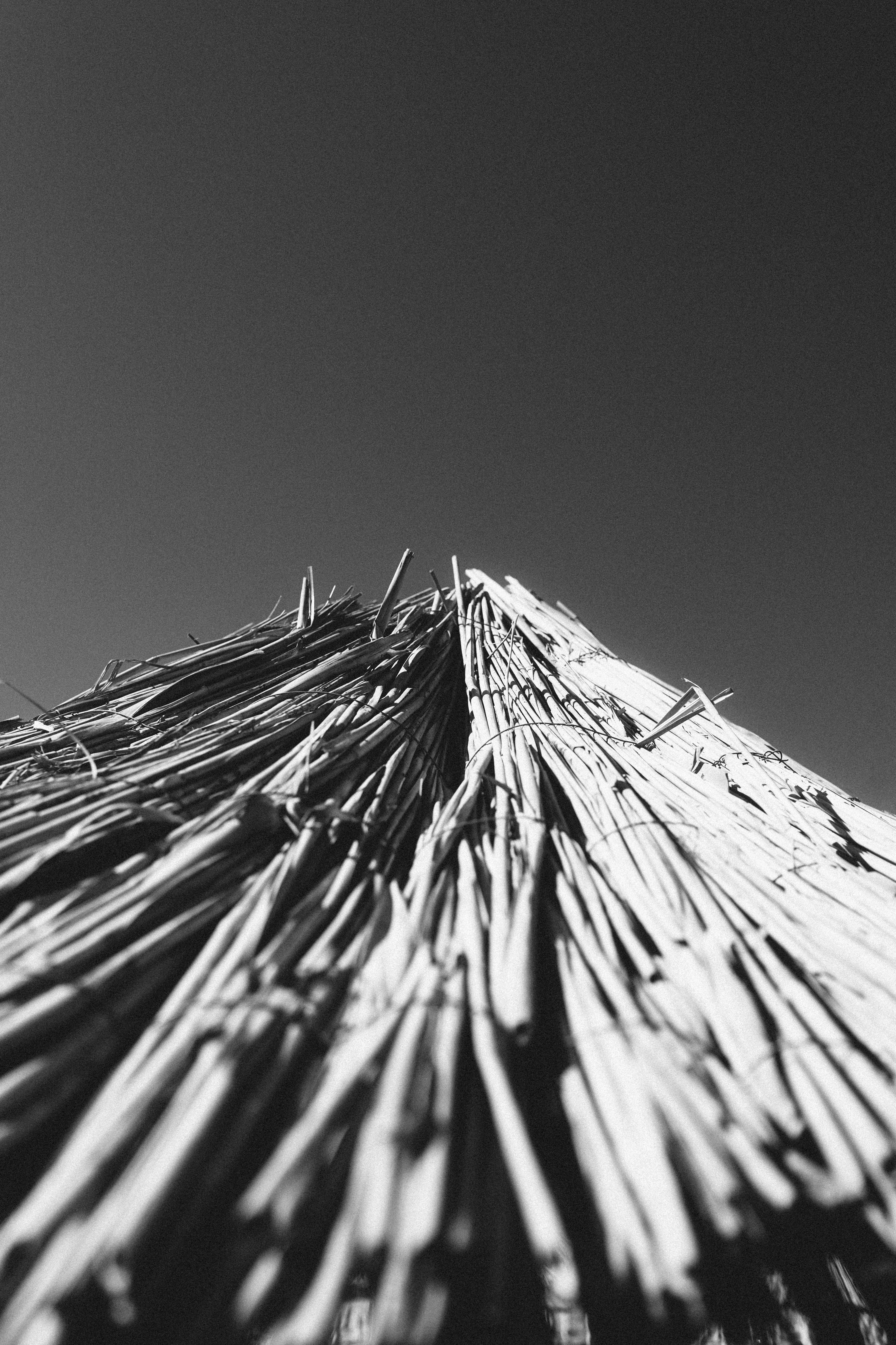 Spire of Wood: A Skyward Study in Timber and Tilt