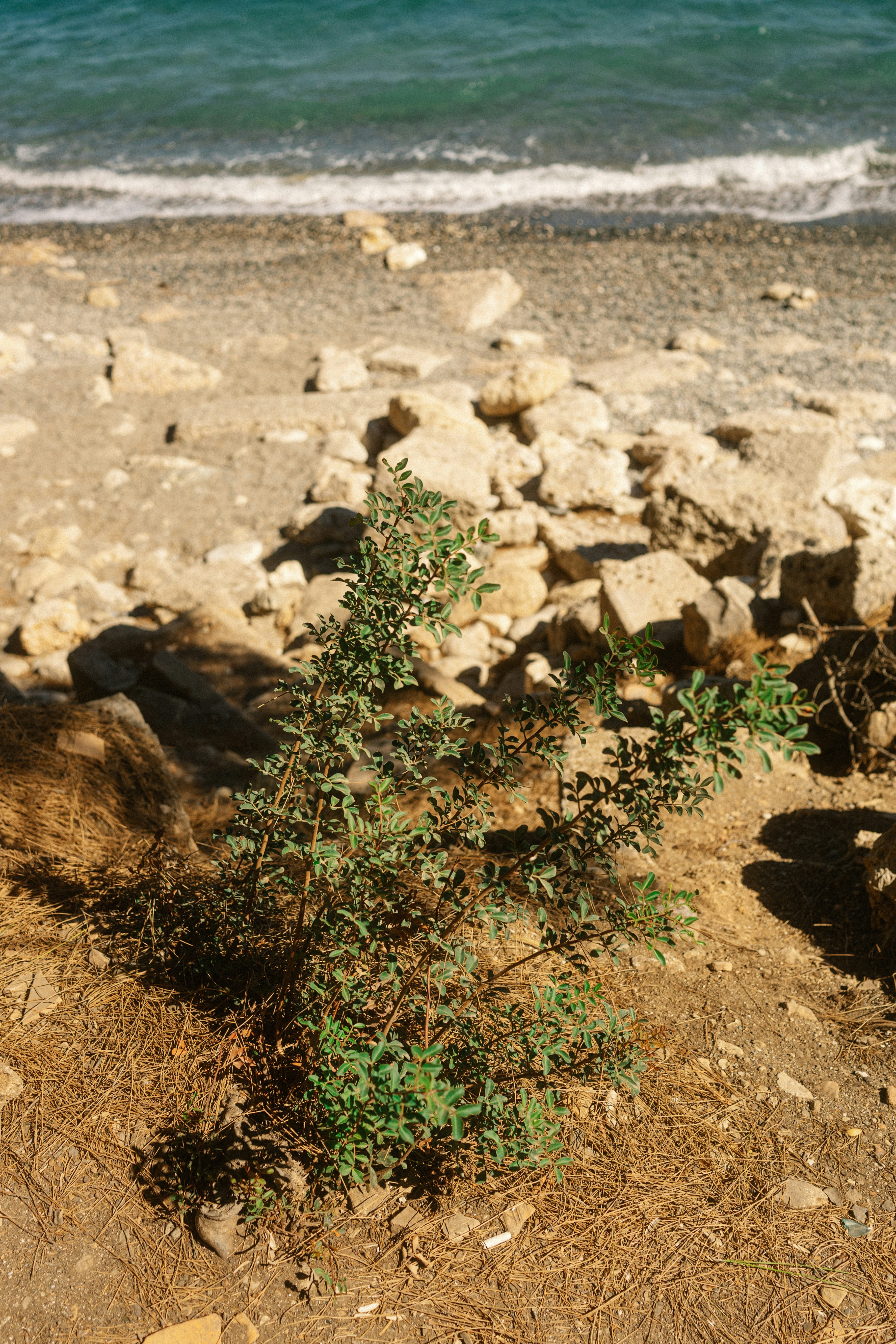Green Sentinel on a Pebble Beach: A Hardy Sprout Defying the Sea