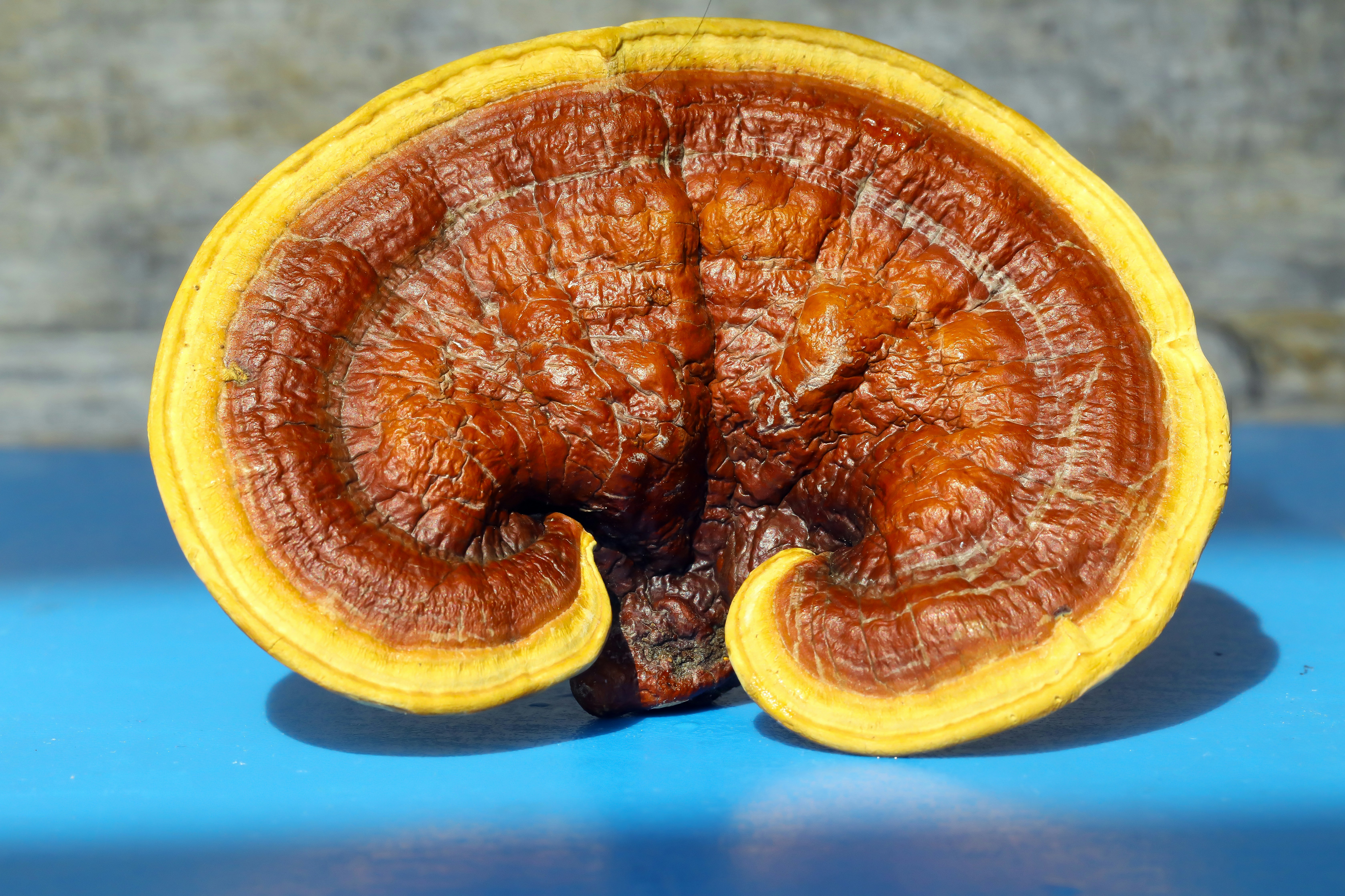 Cross-Sectioned Reishi on a Cerulean Stage: Yellow Rim Unfolding
