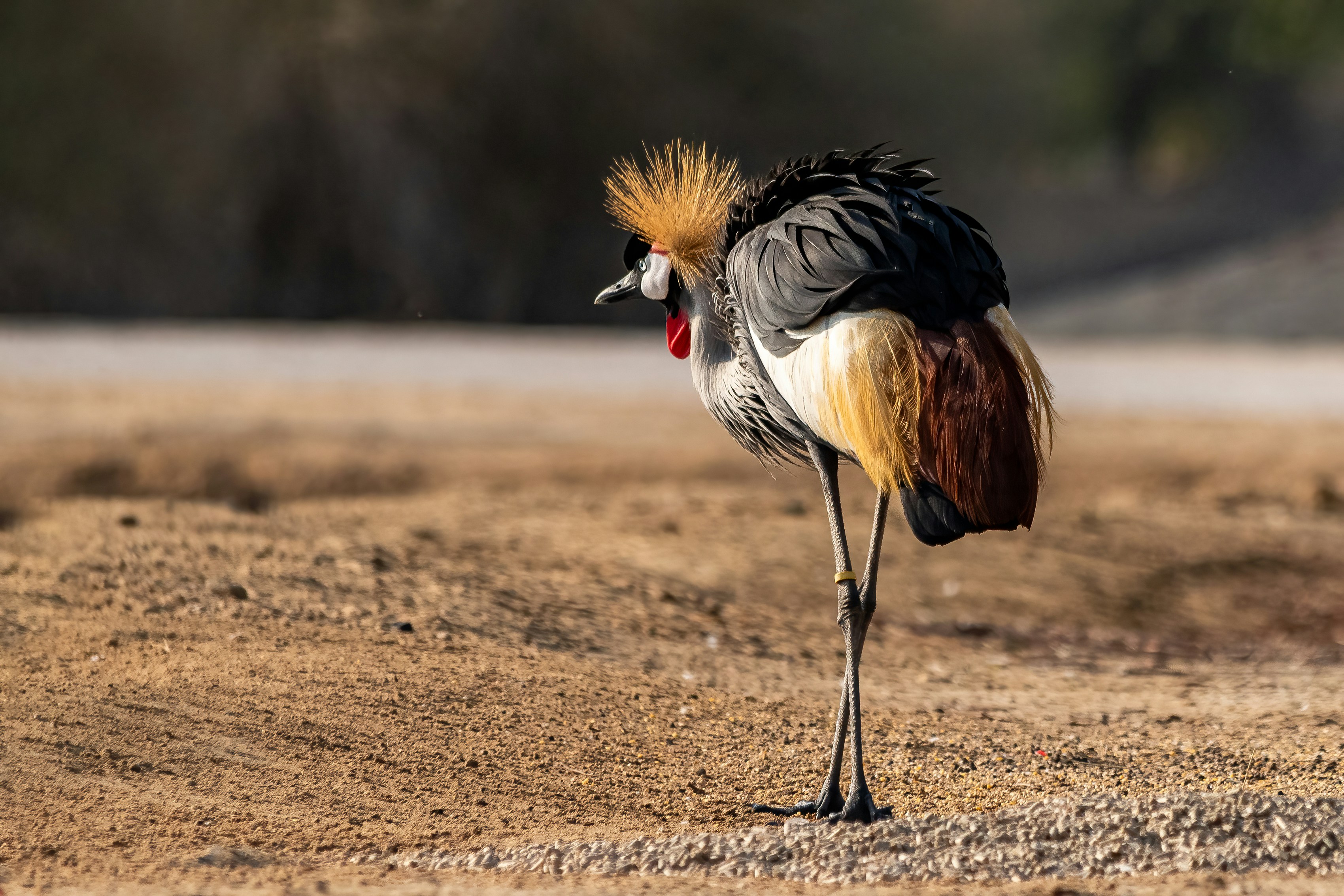 A large bird with a long neck standing in the dirt photo – Free Bird ...