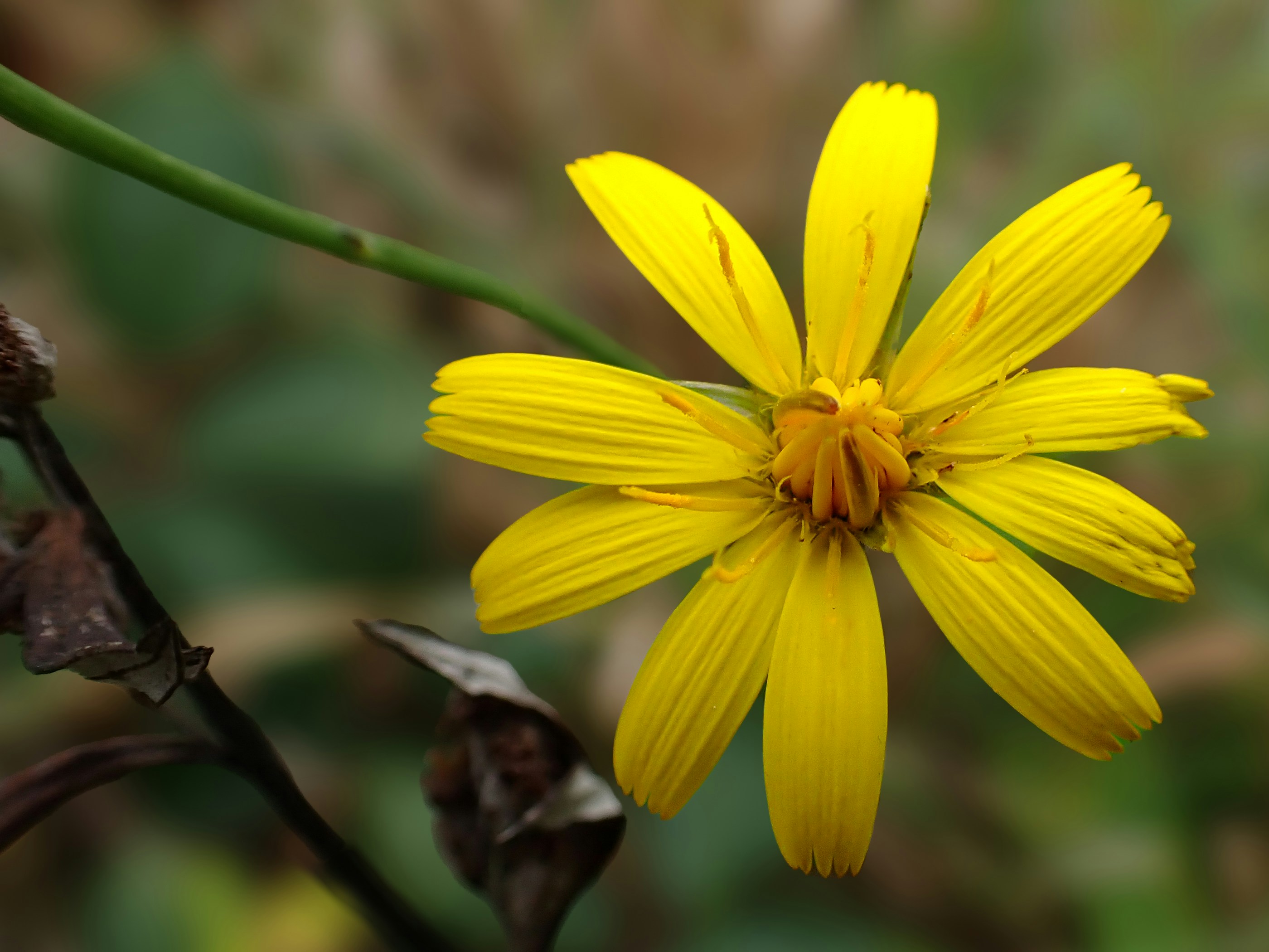 close up of a yellow flower