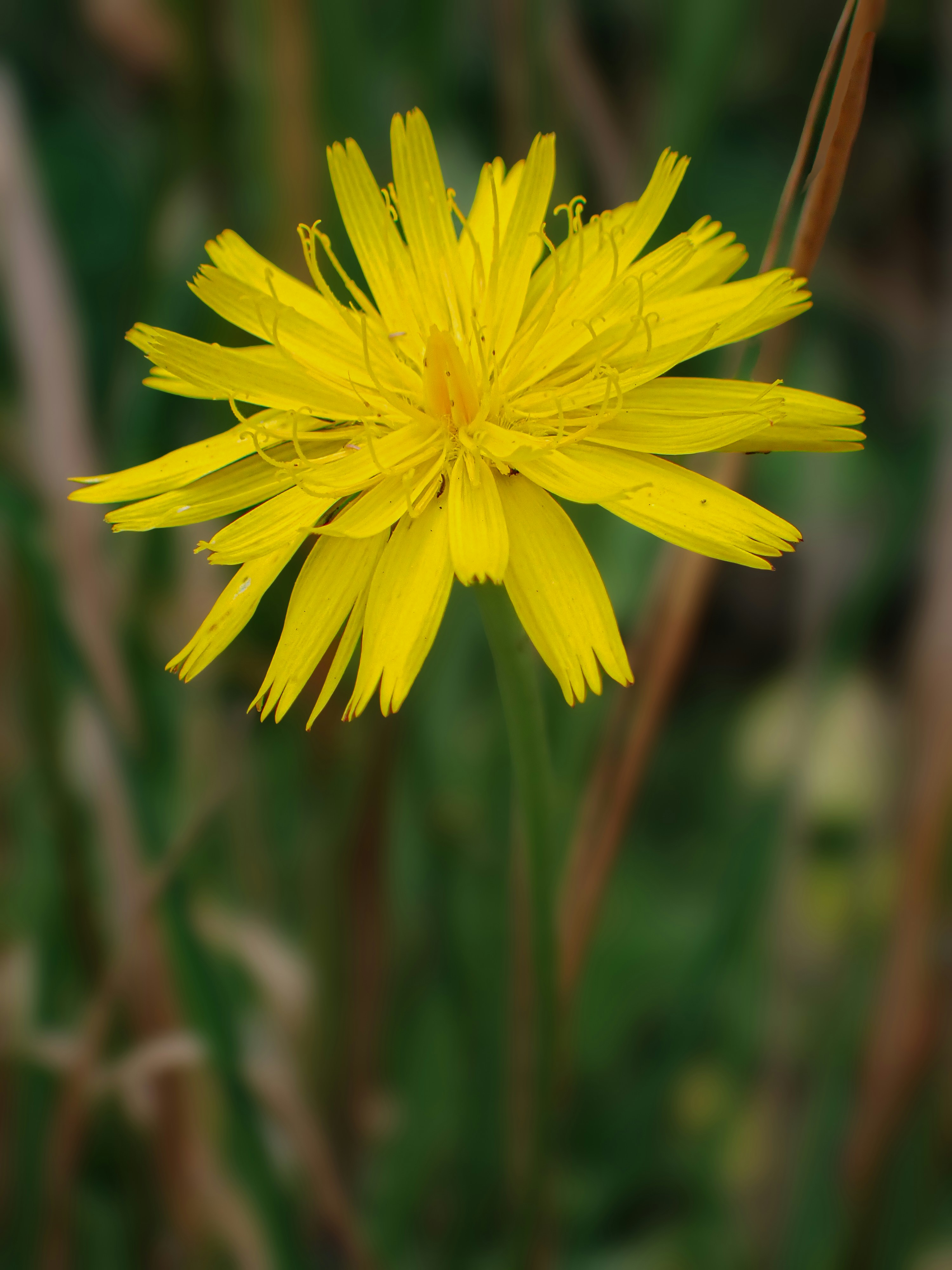 close up of a yellow flower