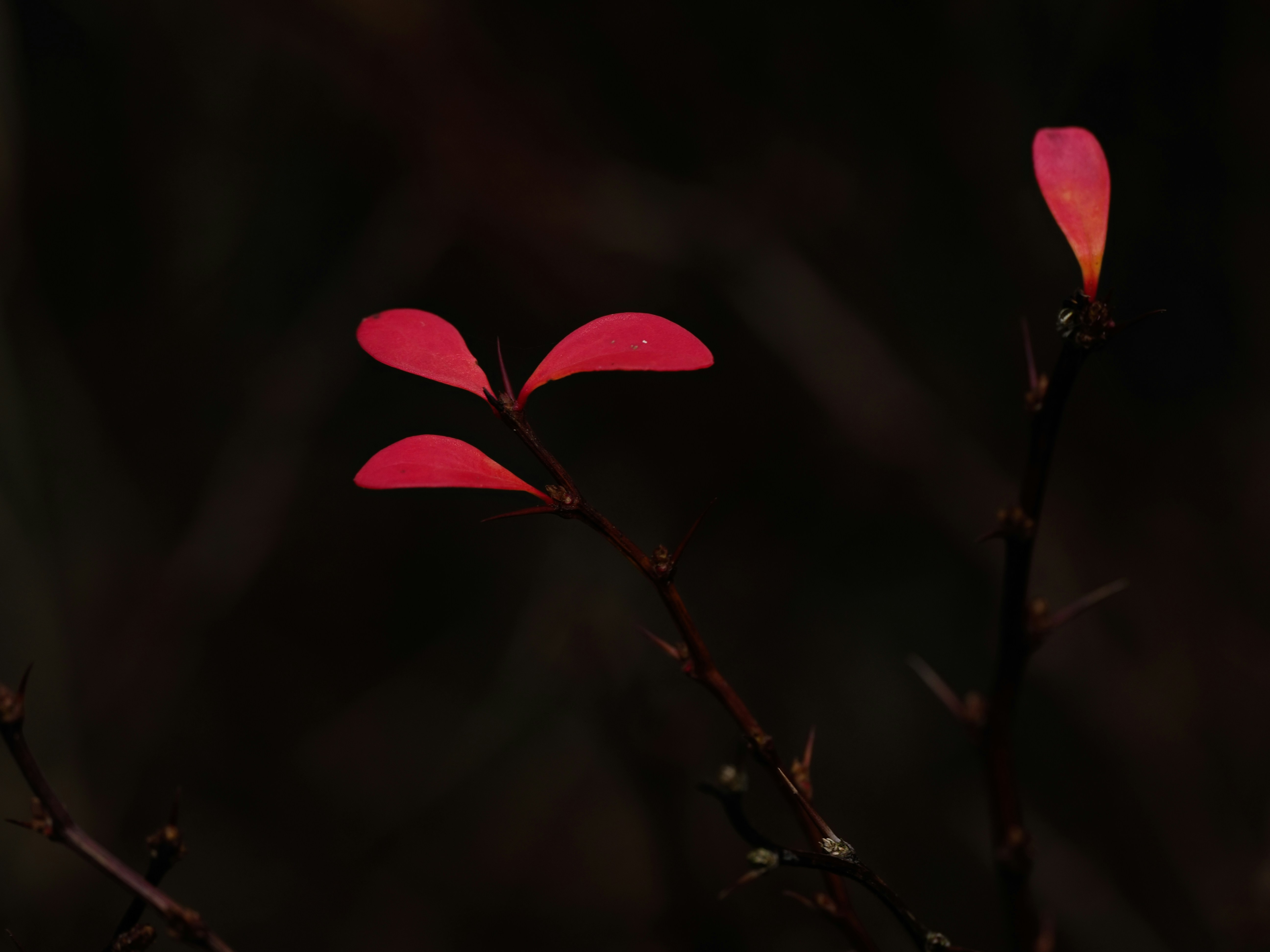 red heart shape flower on a branch
