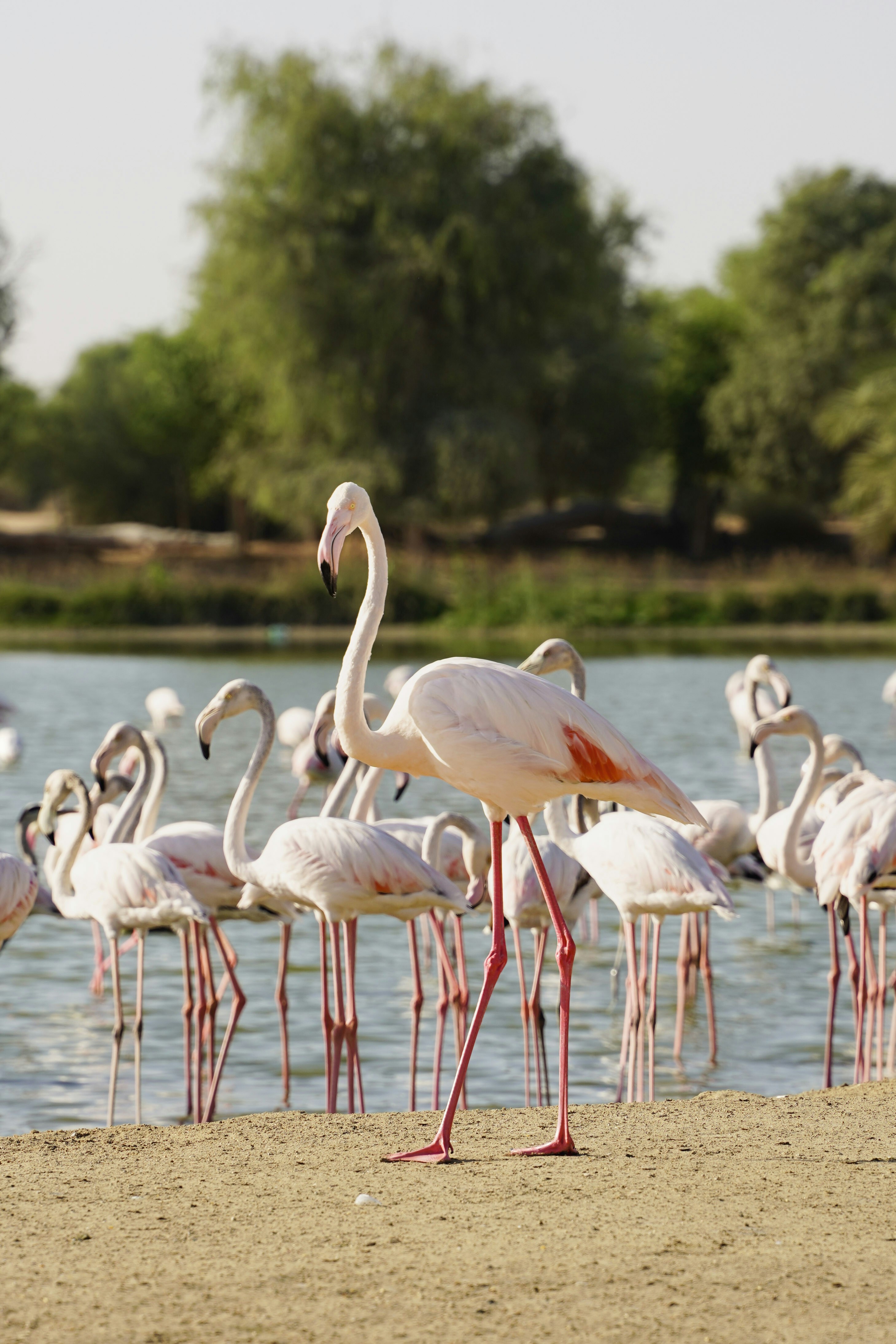 Crimson Elegance on the Shore: The Lead Flamingo Among the Flock