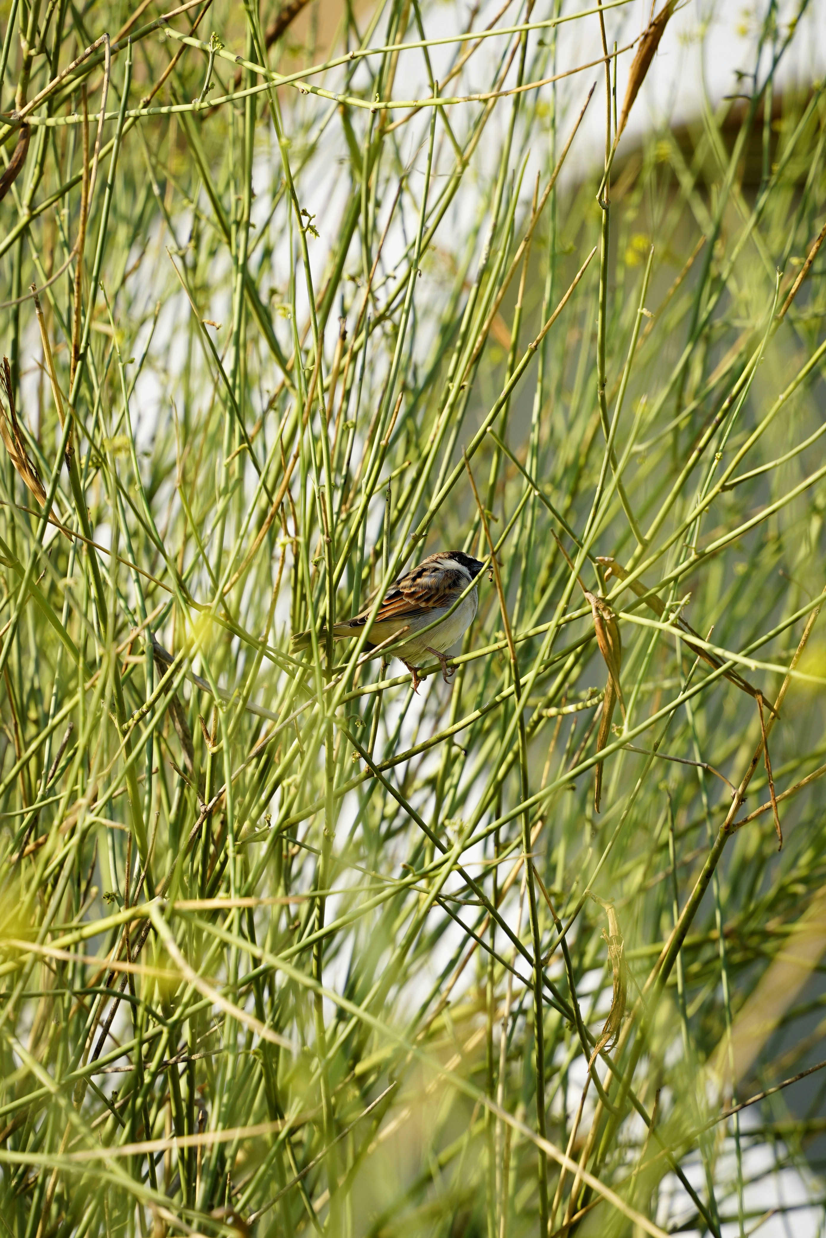 A Warbler in the Whispering Reed Thicket