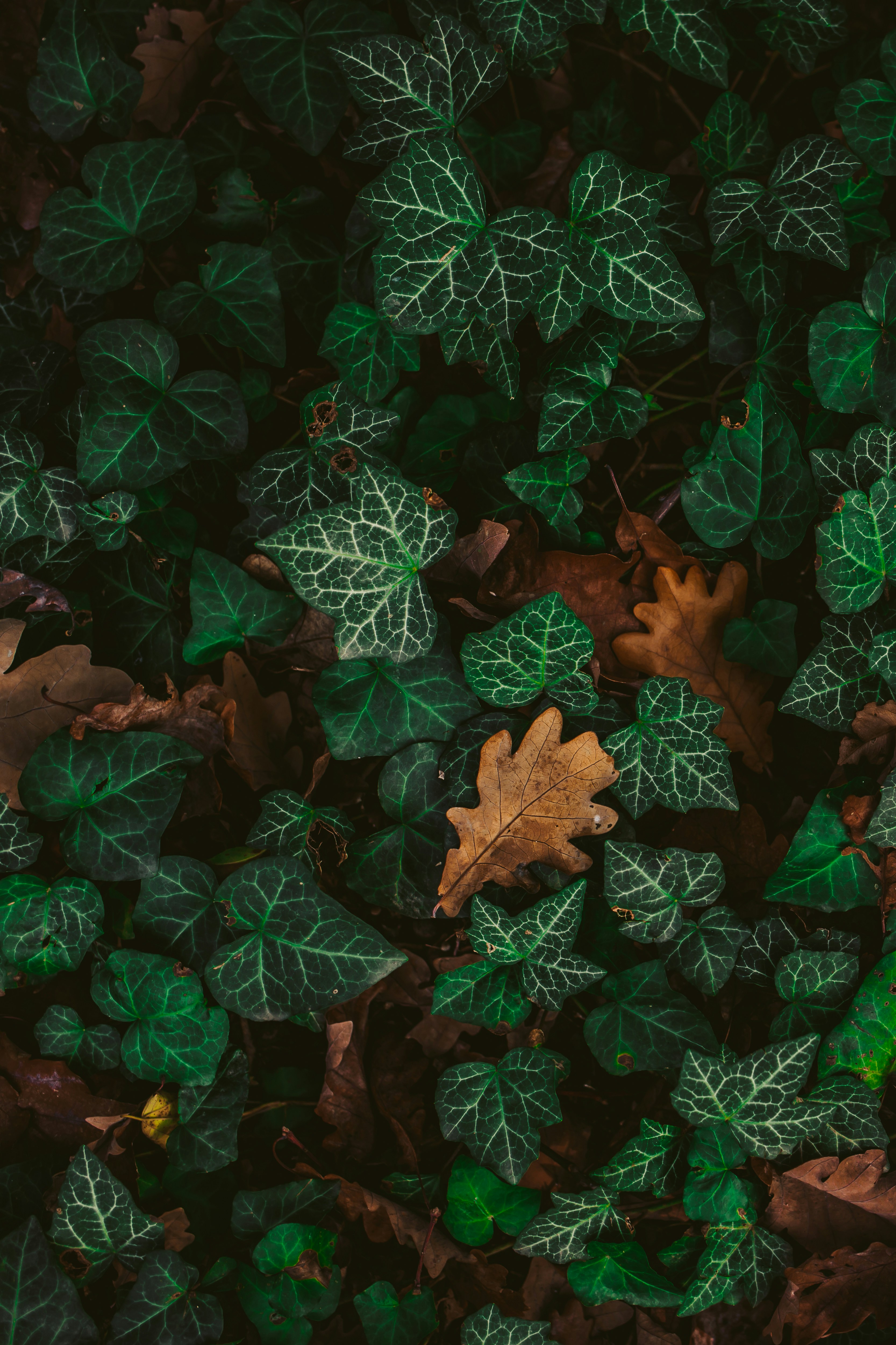 Lone Brown Leaf Amid Veined Ivy Mosaic