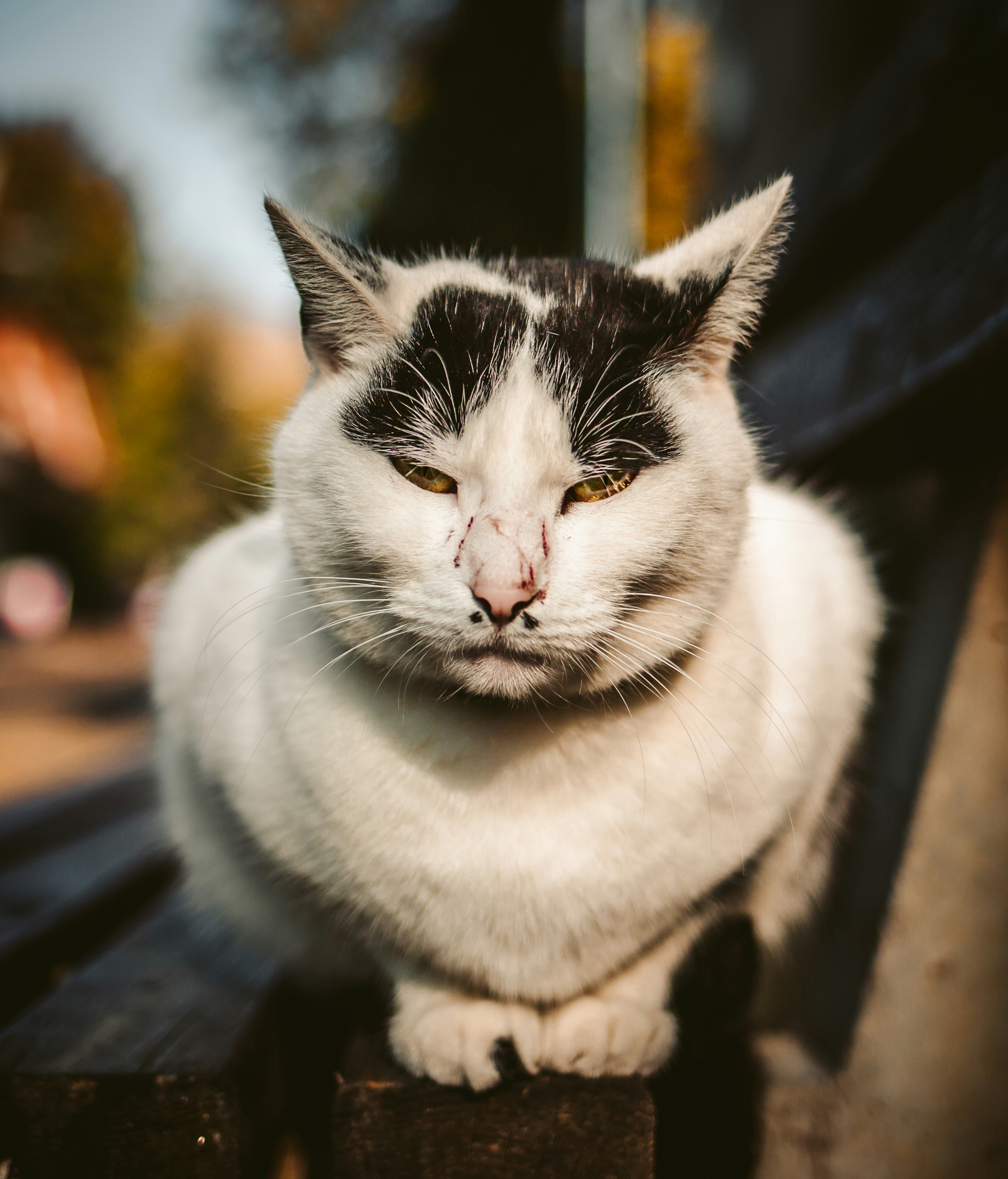 Watchful White Cat on a Weathered Rail