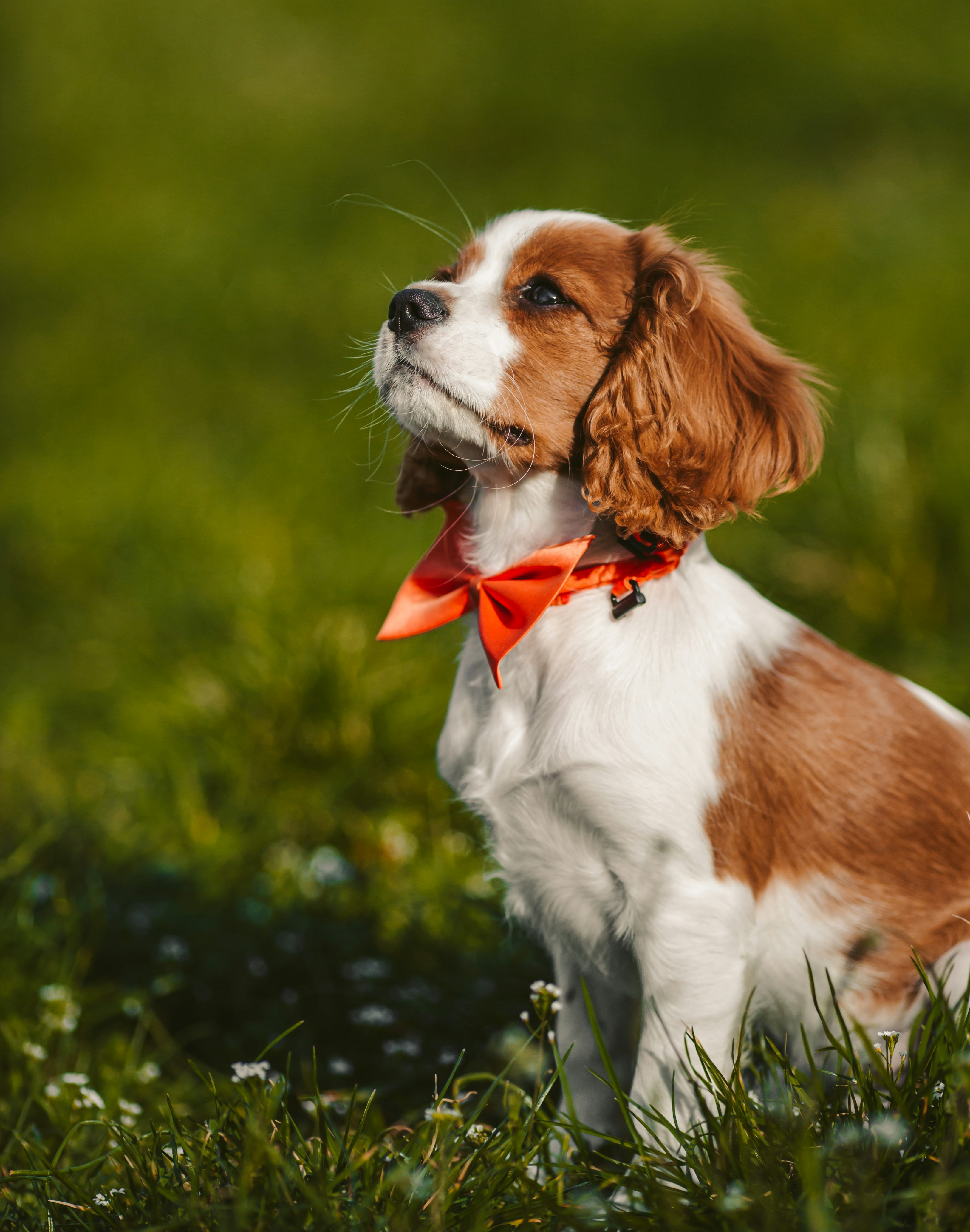 Bow-Tied Cavalier in a Sunlit Meadow