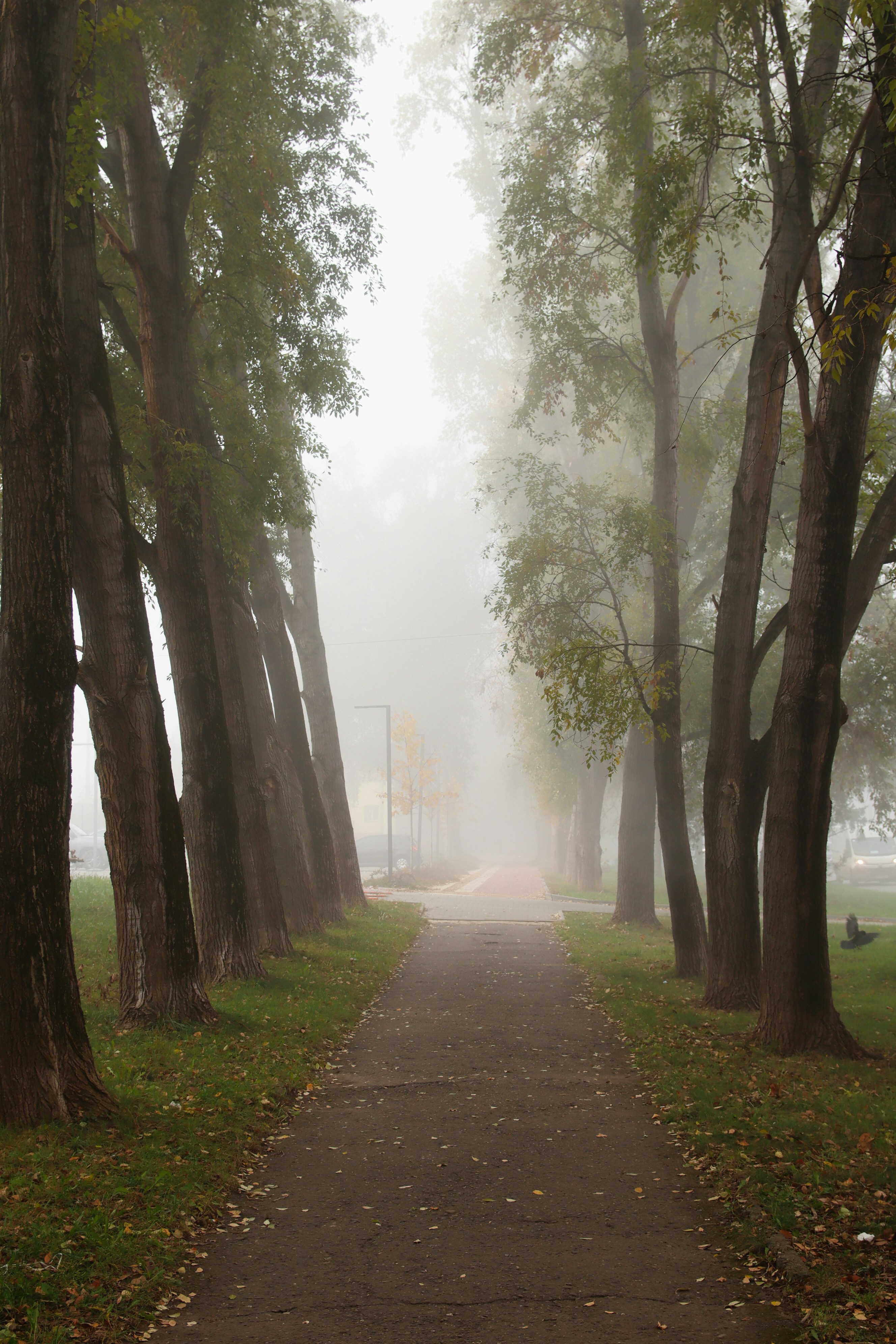 Mist-Lined Corridor: A Tree-Canopied Path Vanishing into Fog