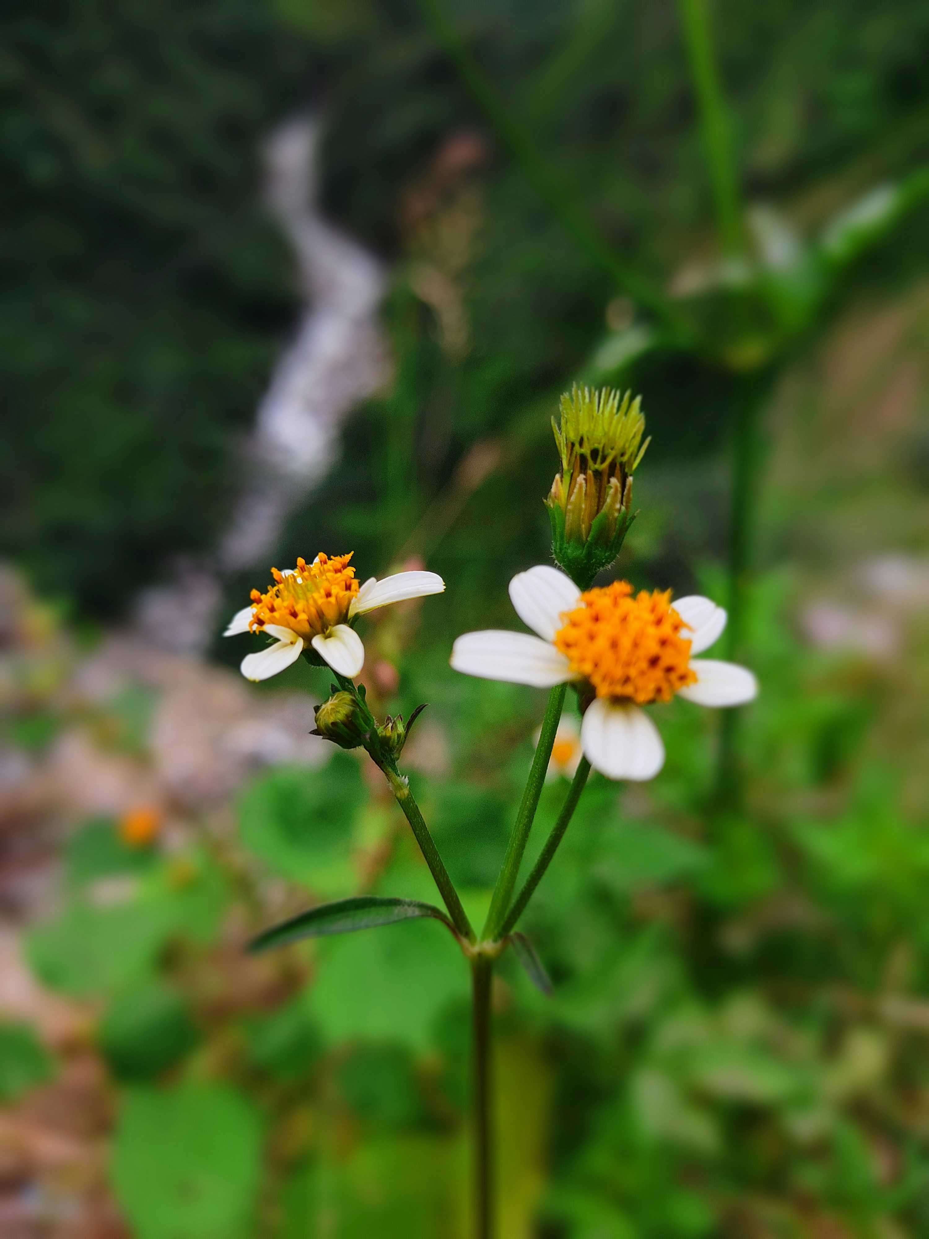 Close-up of two small white-daisy flowers with orange centers in a green, softly blurred meadow.
