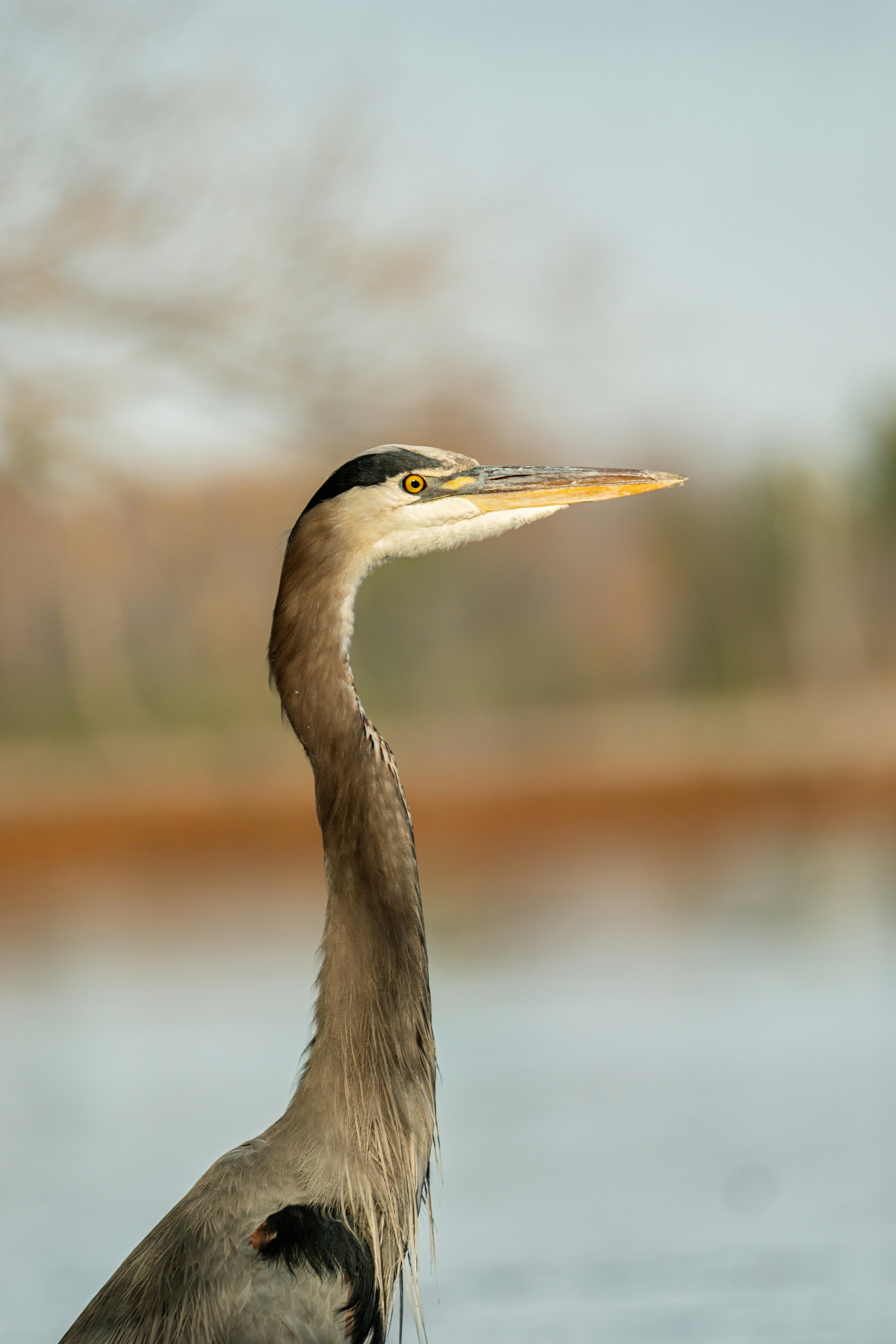 Gleaming Gaze by the Quiet Water: A Grey Heron Portrait