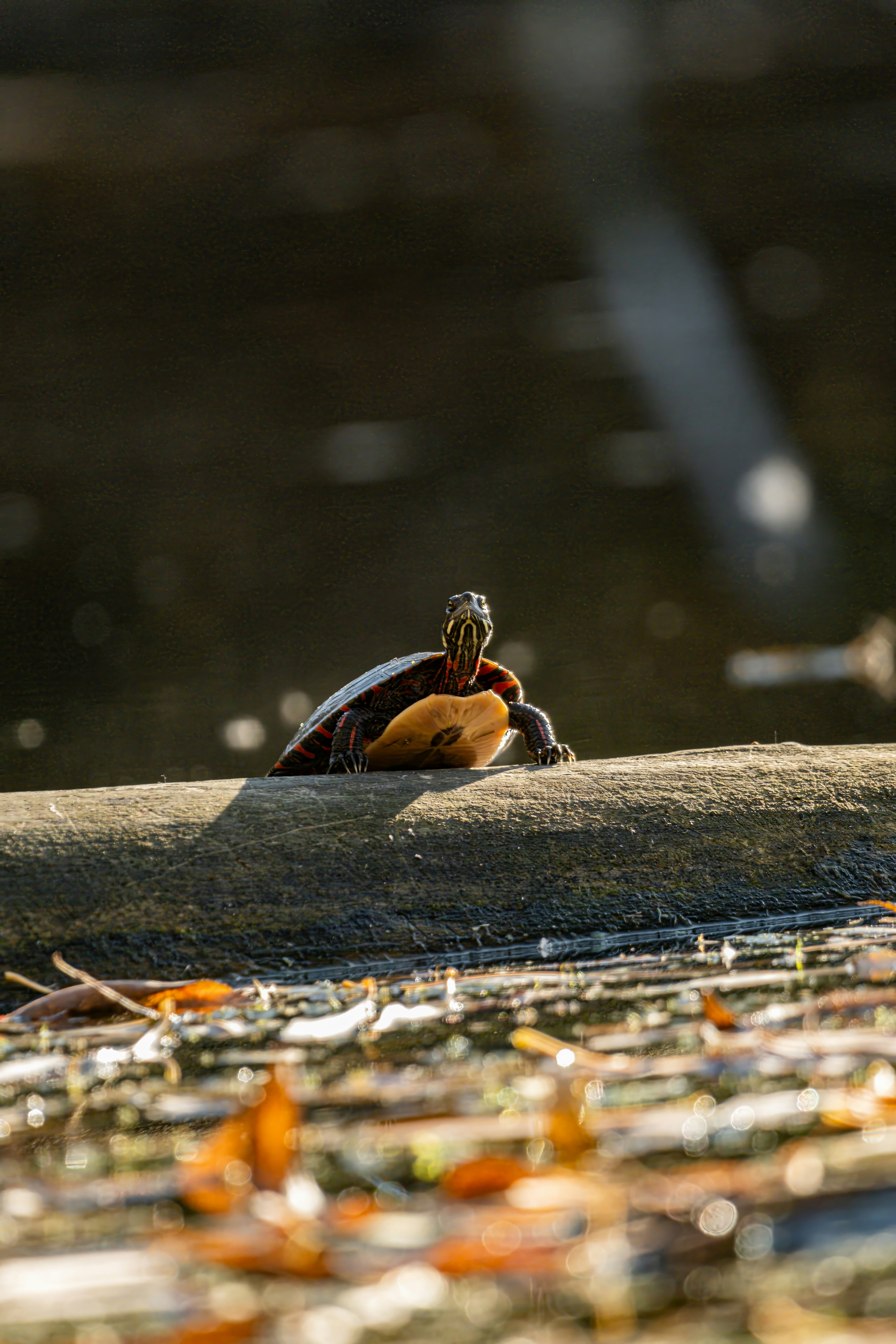Log Sentinel: A Painted Turtle Pauses at the Pond's Edge