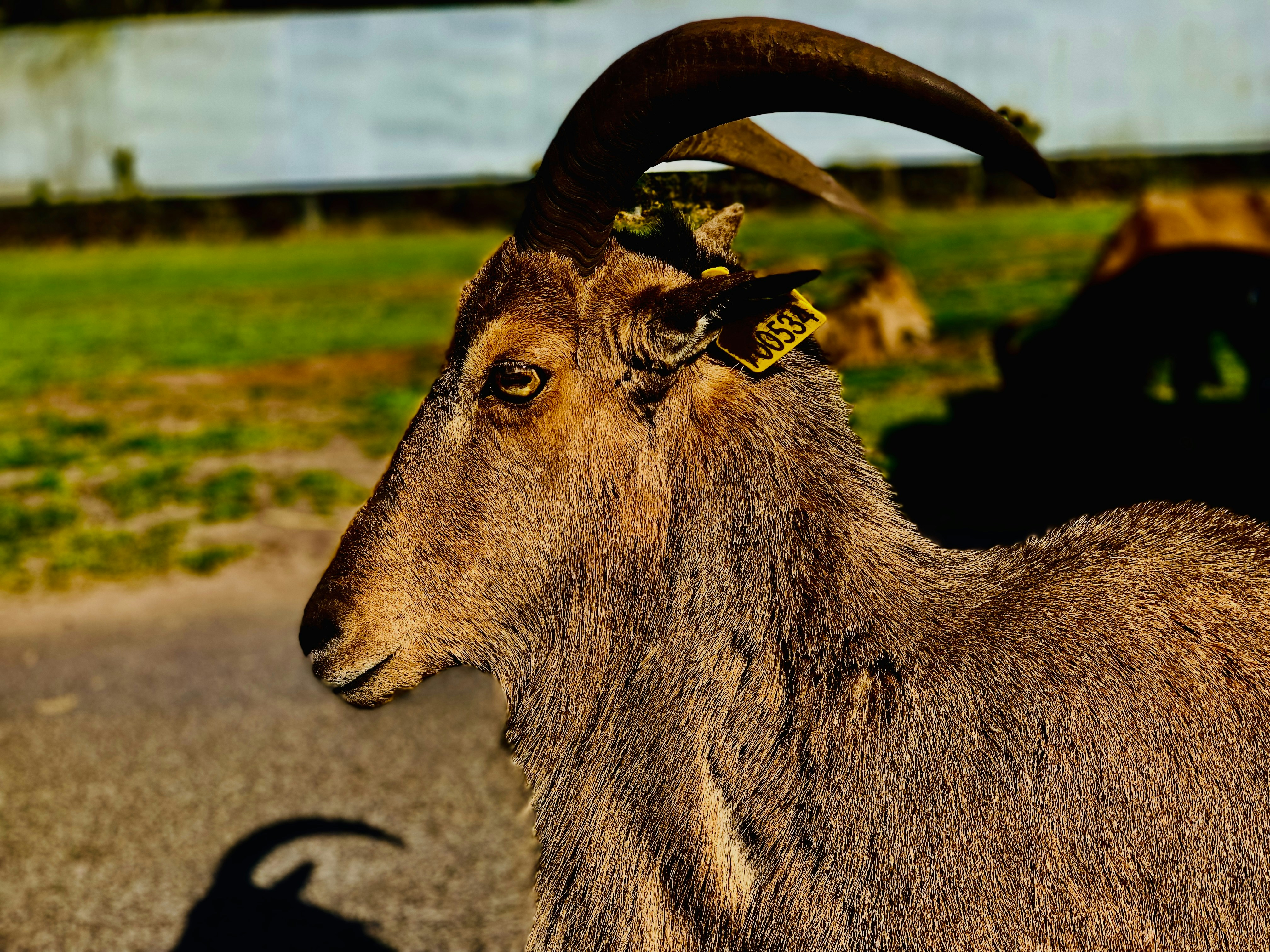 Dusk Curiosity: Horned Goat in a Sunlit Farmyard