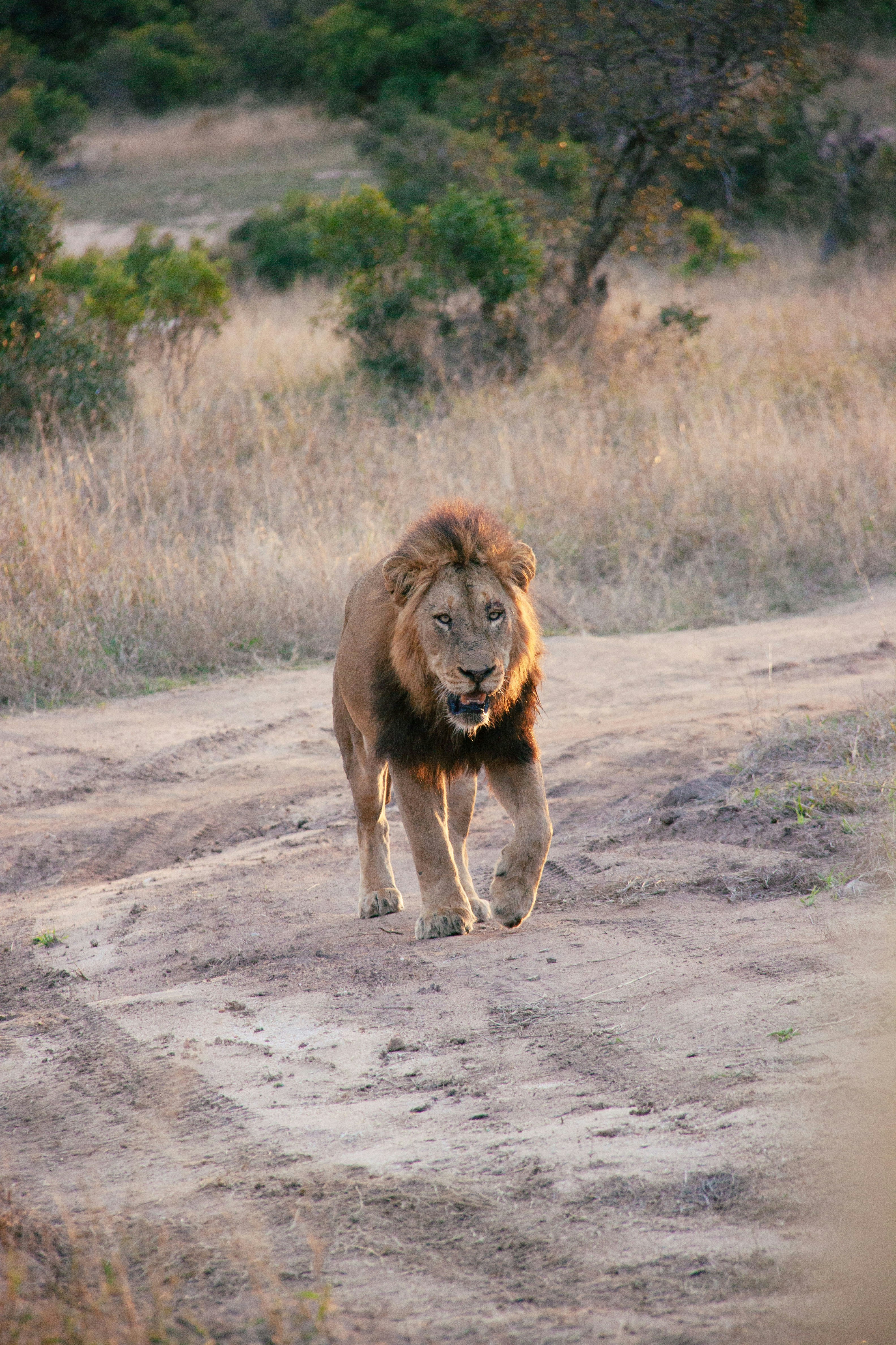 A lion walking across a dirt road in the wild photo – Free Manyeleti ...