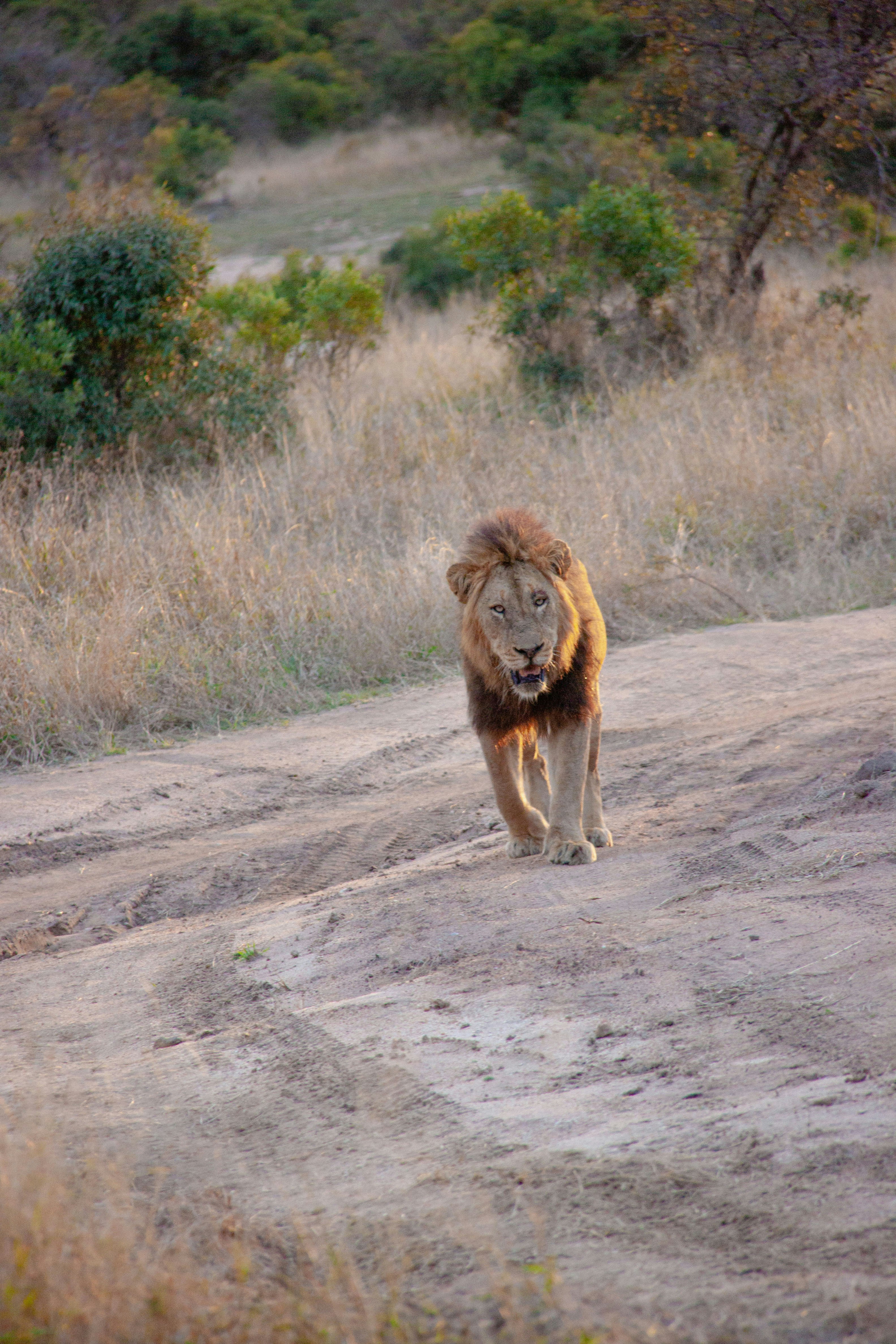 Roi lion en pleine savane sud africaine. Fin de journée