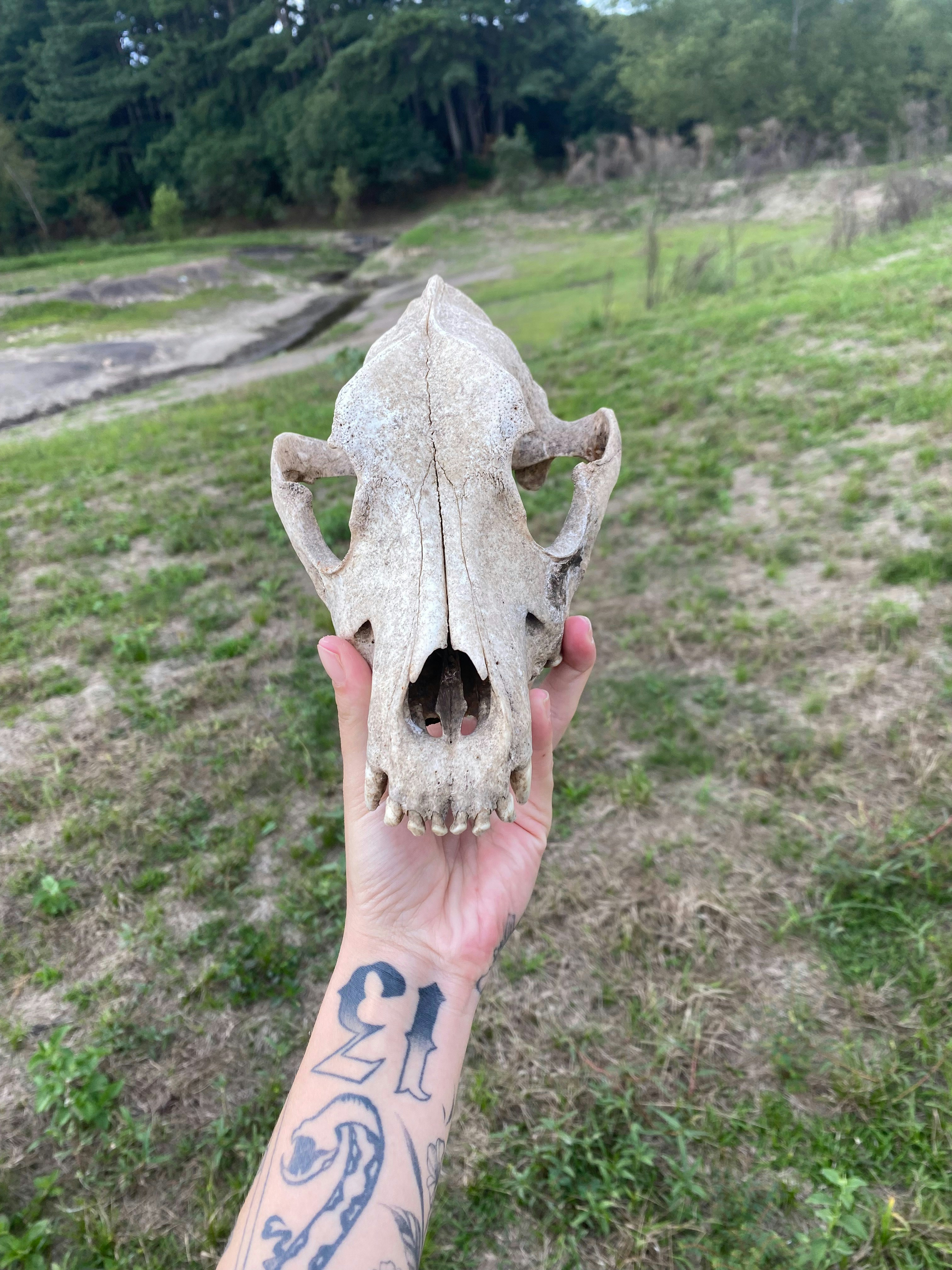 Tattooed Forearm Cradles a Weathered Skull in a Sunlit Meadow