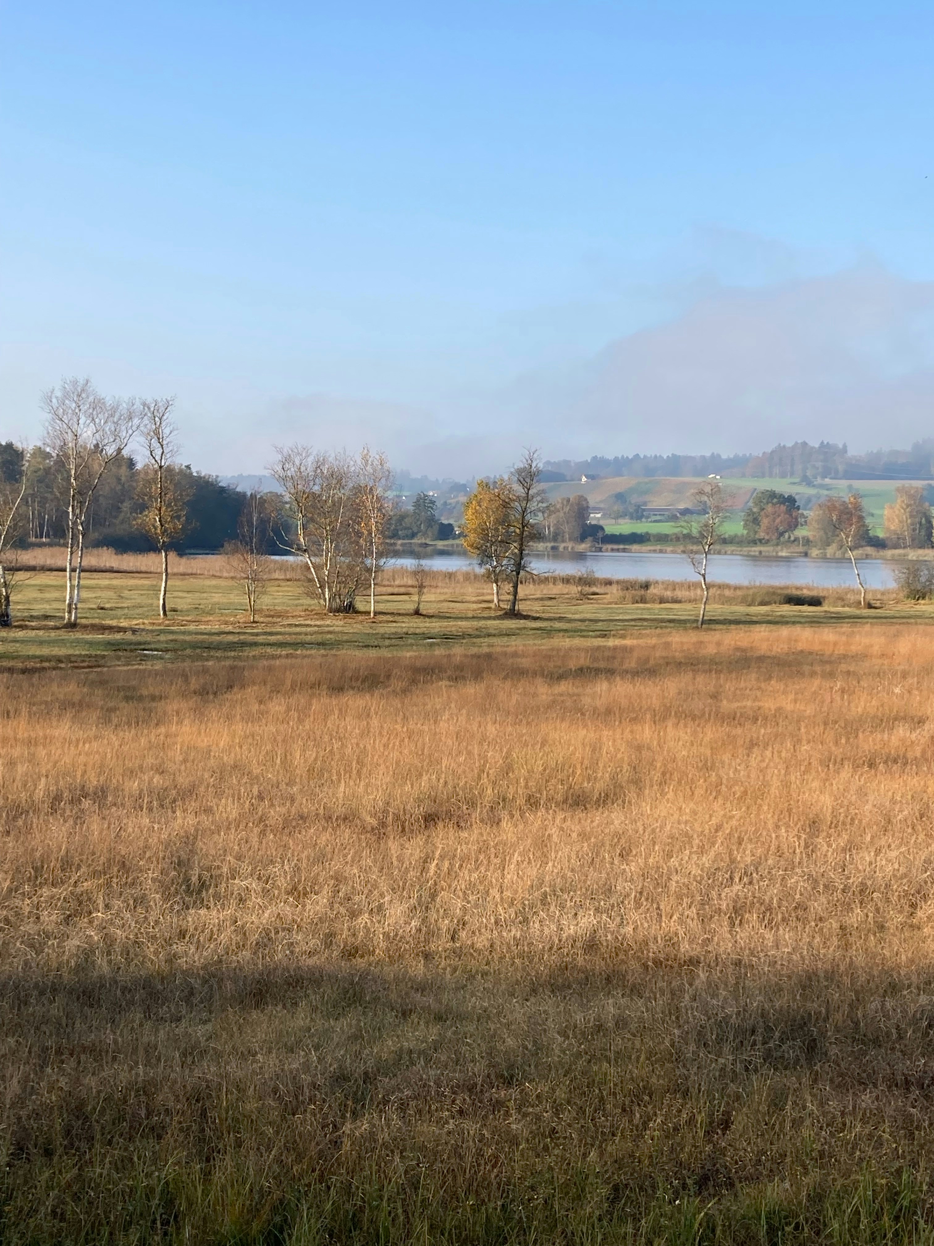 Edge of Autumn: Willow Trees Framing a Quiet Lake Under Open Sky