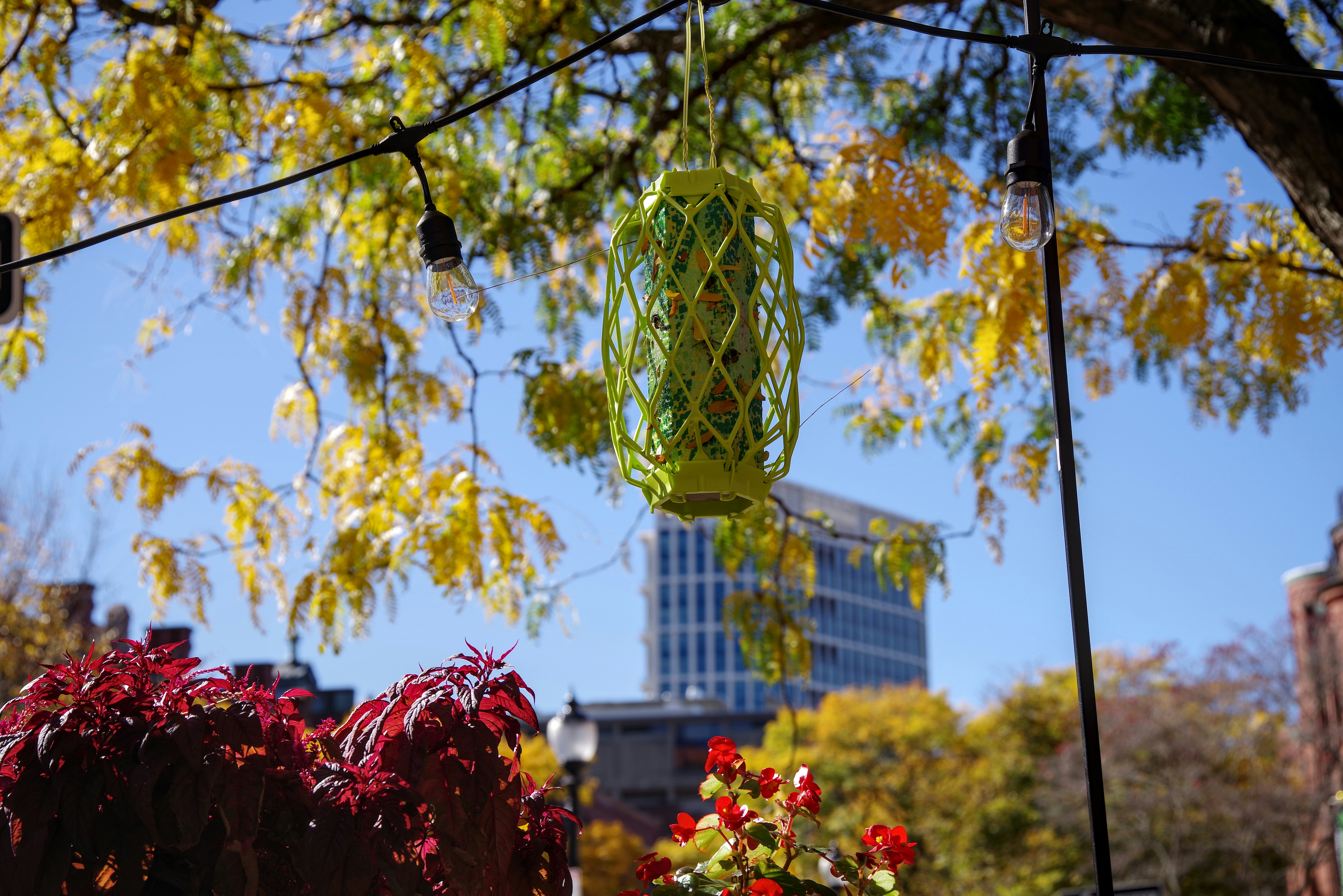 Colorful autumn leaves frame a hanging lantern with a modern building in the background.
