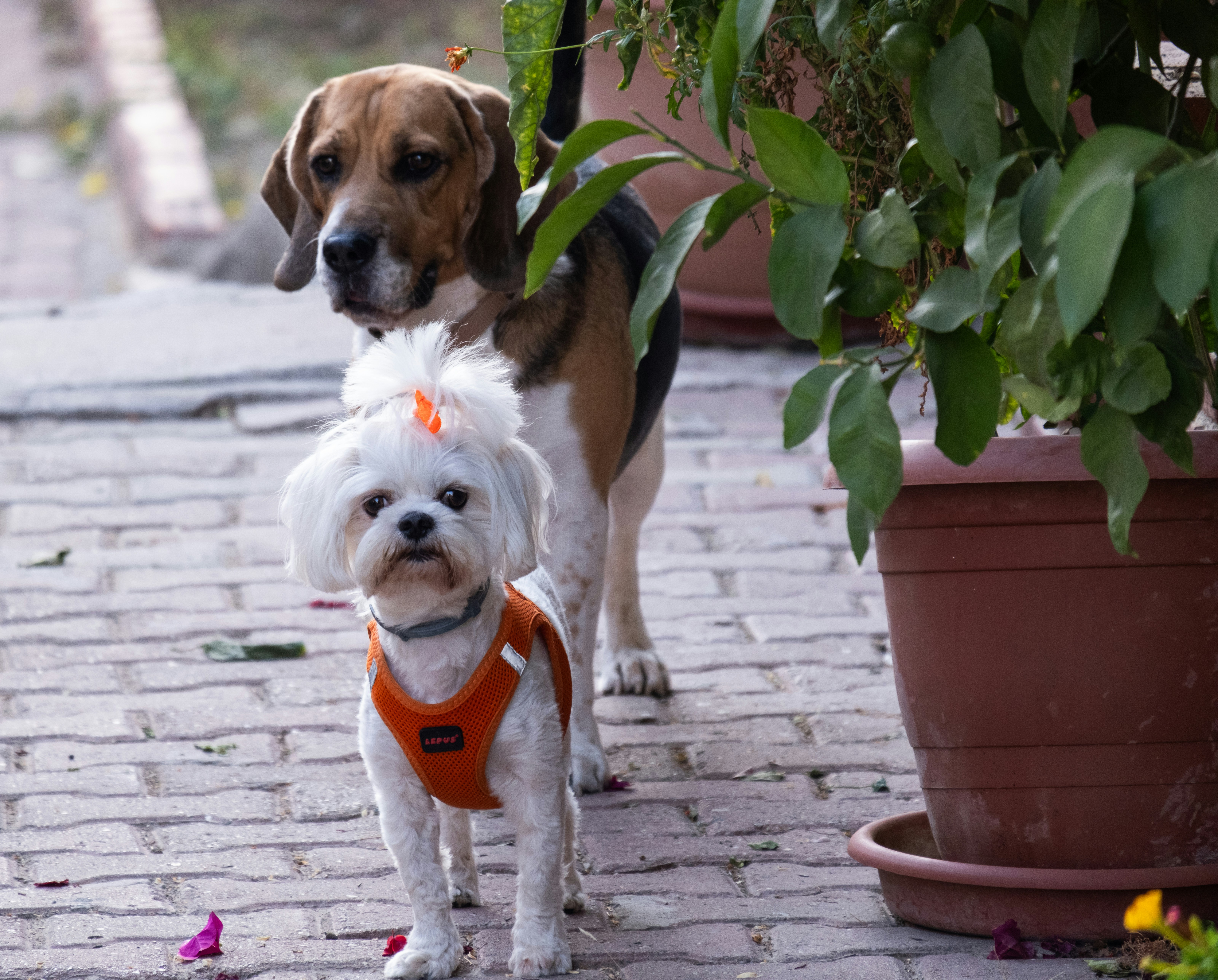 Two small dogs standing next to each other photo – Free Flower Image on ...