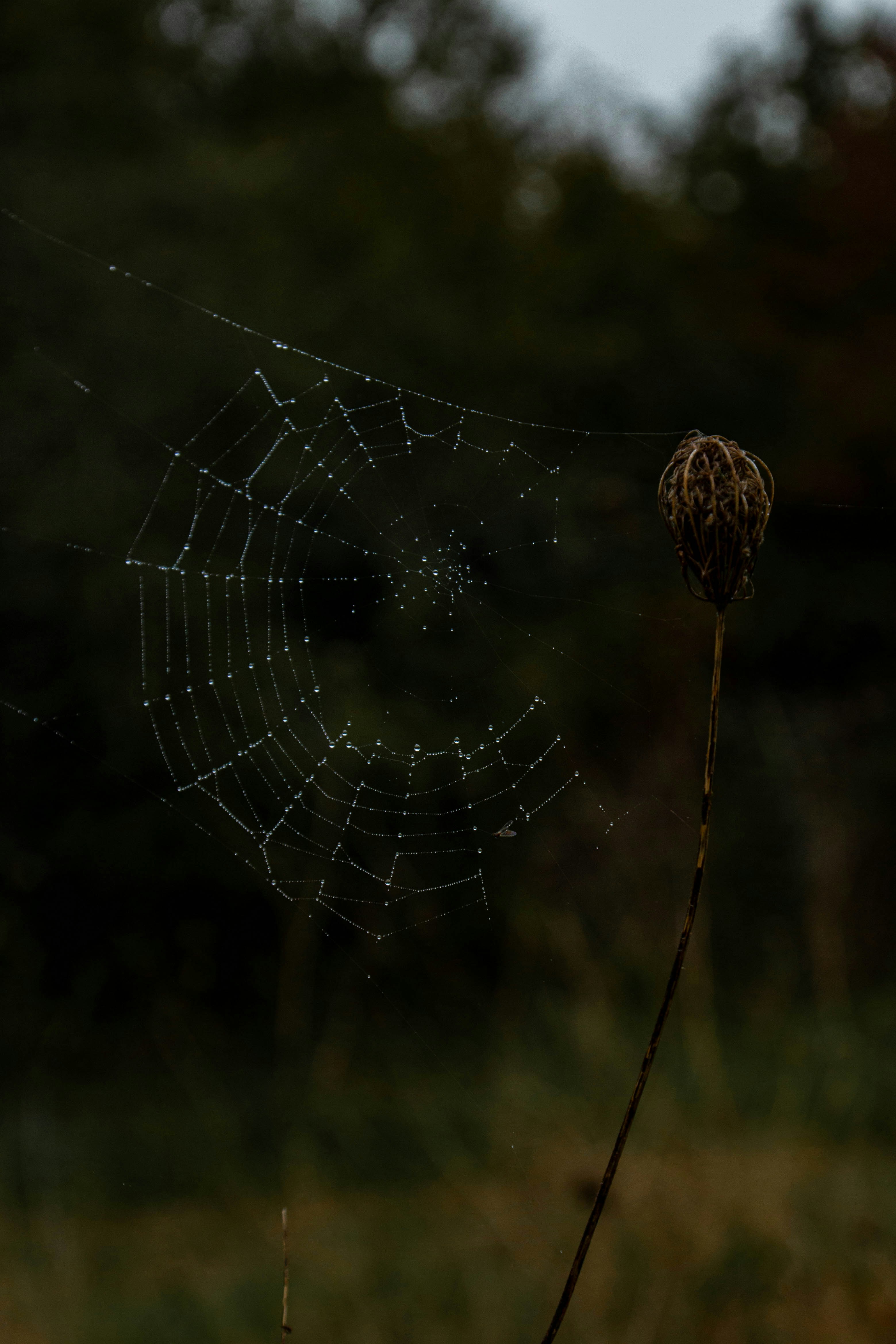 Dew-Kissed Web in a Quiet Meadow: A Spider's Lattice and Seedhead