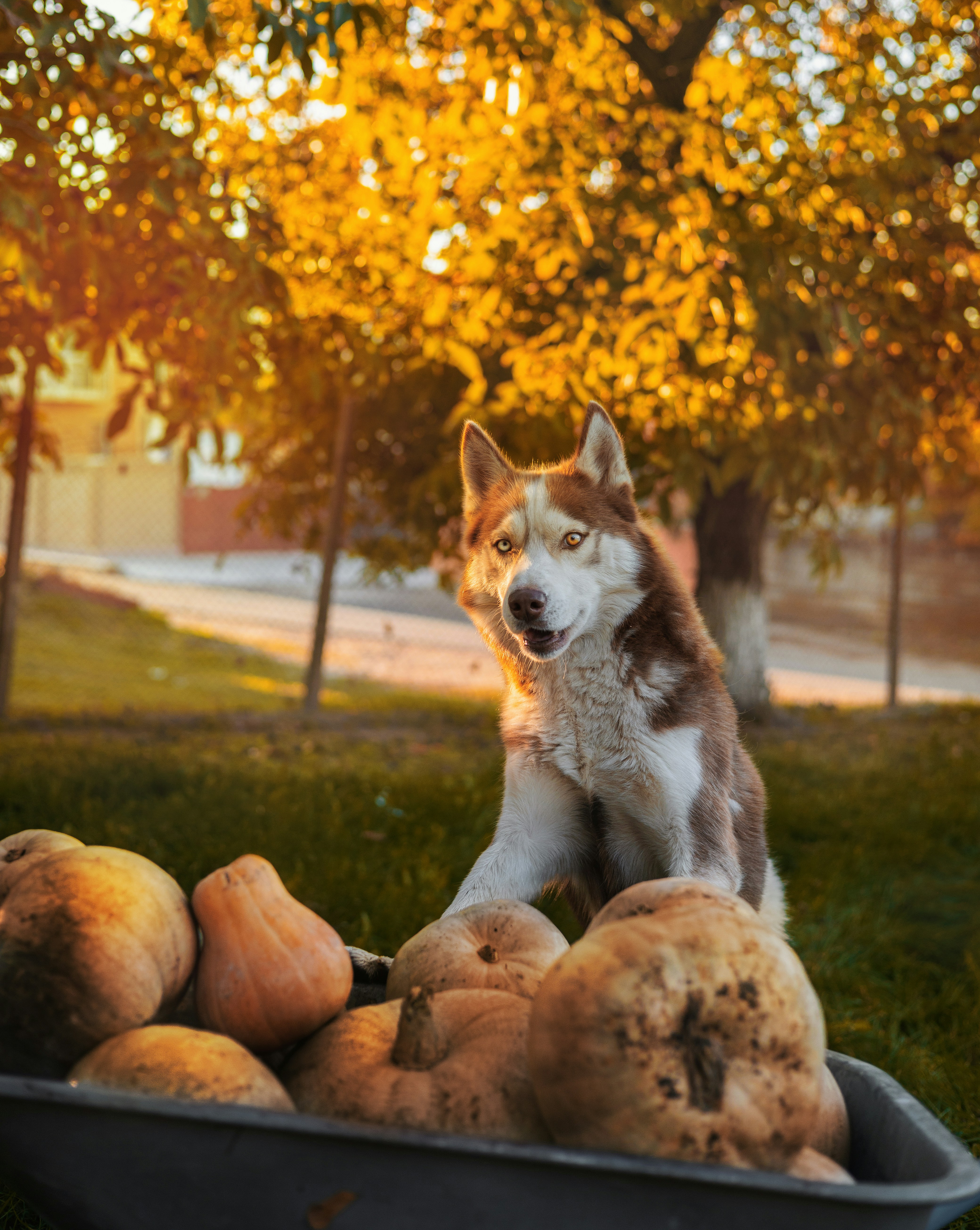 Photo by Adrian "Rosco" Stef