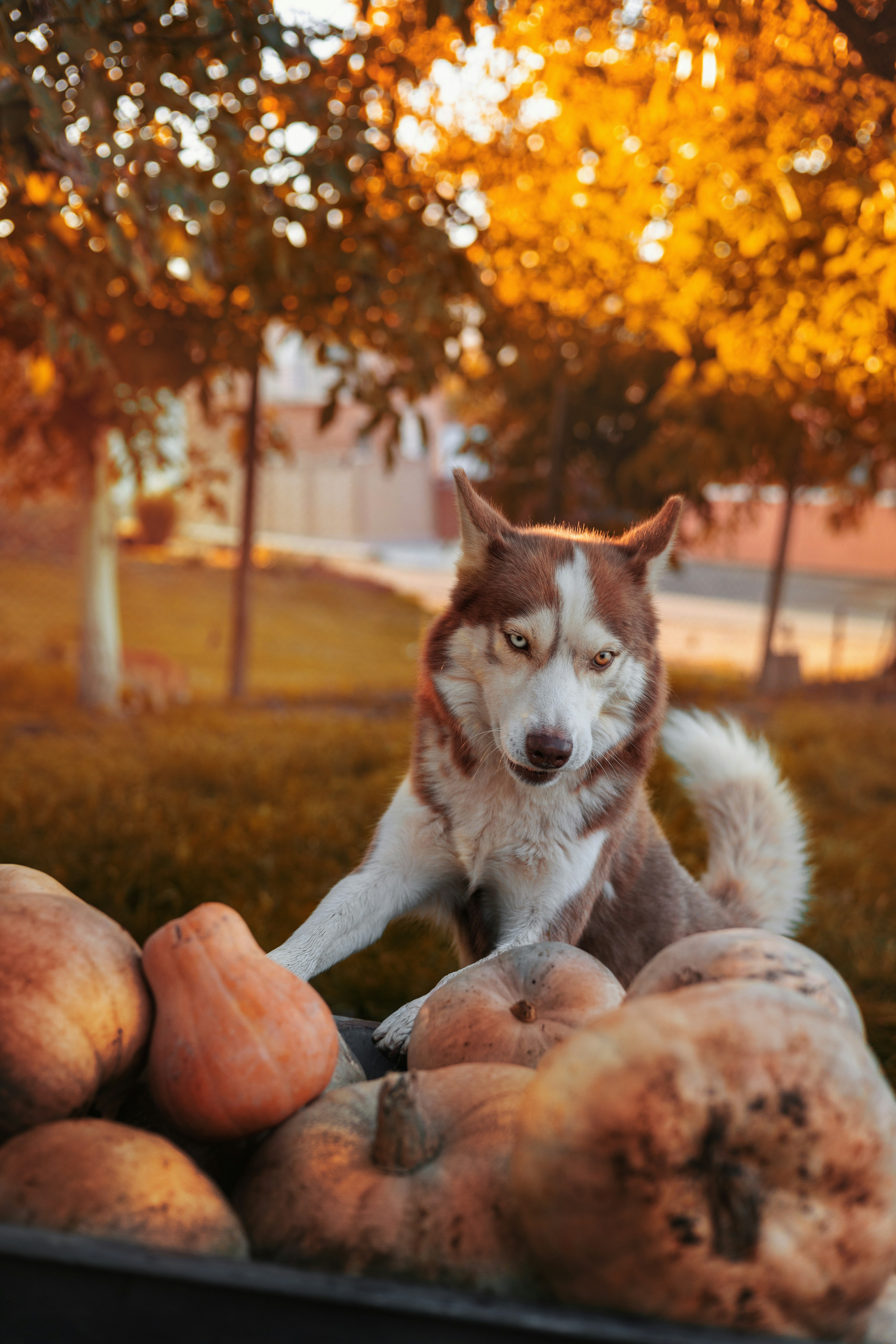 Husky at the Pumpkin Patch in Golden Hour Autumn