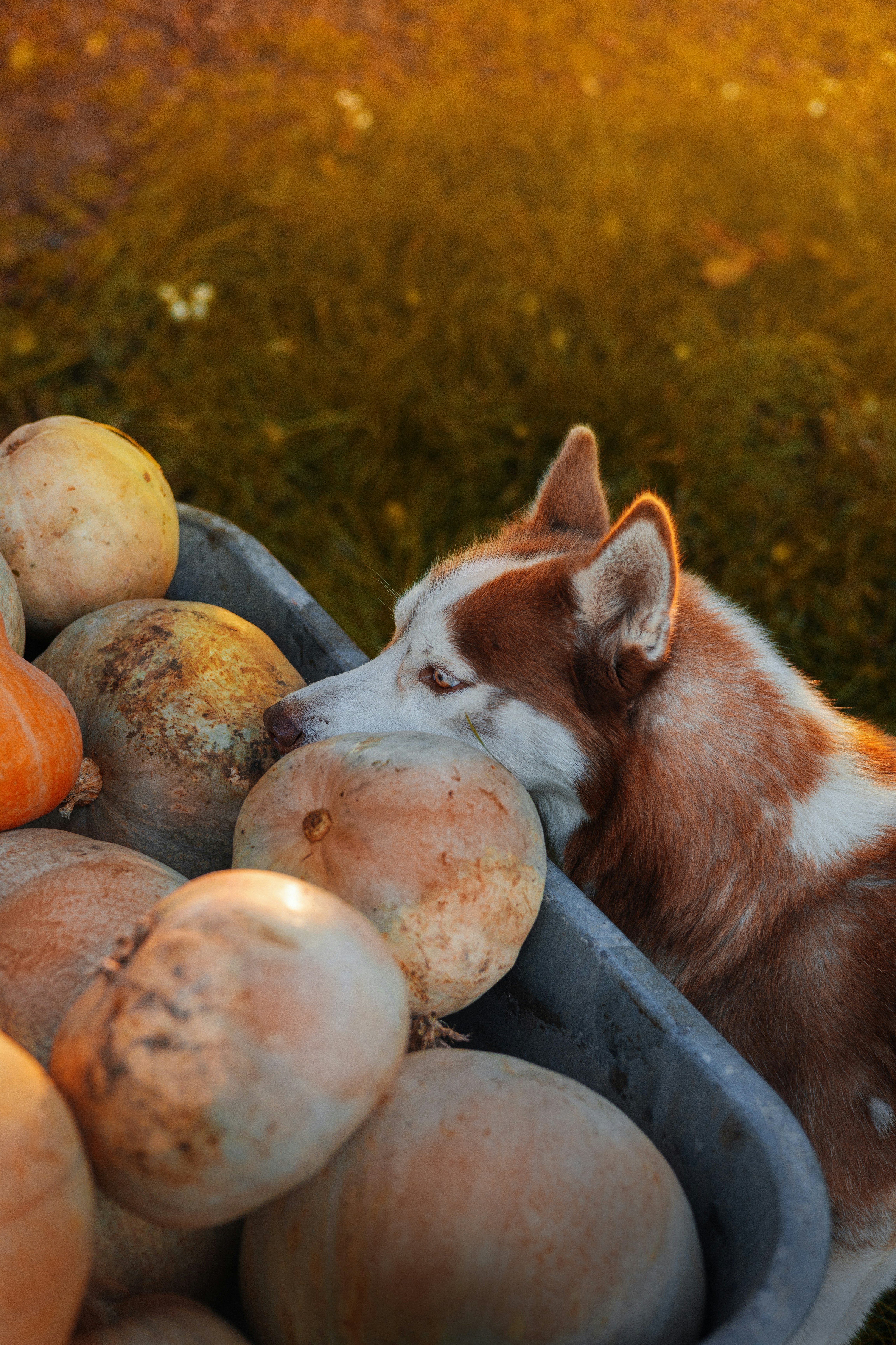A dog laying in a wheelbarrow filled with vegetables photo – Free ...
